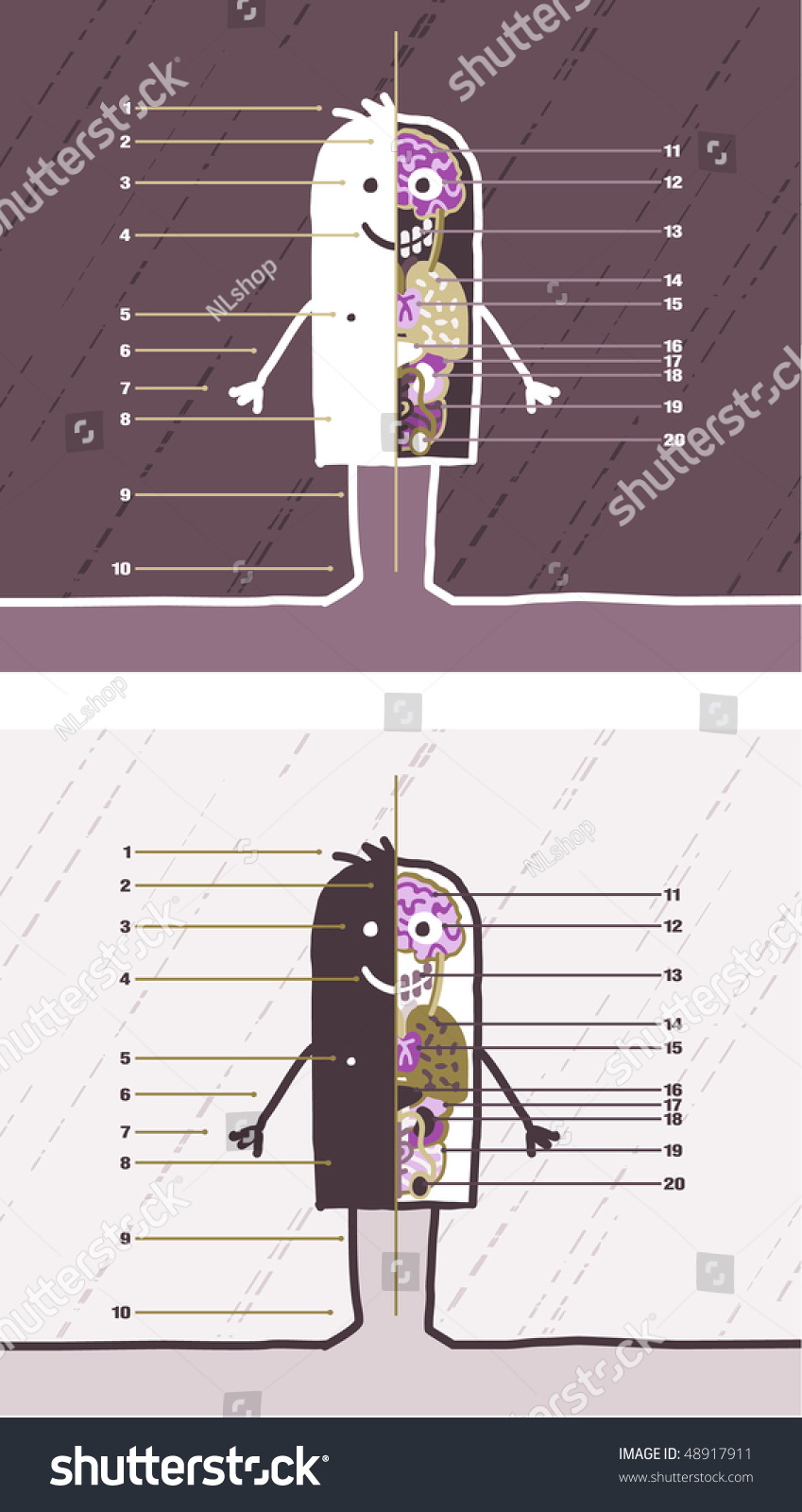 Anatomy Colored Cartoon Stock Vector (Royalty Free) 48917911