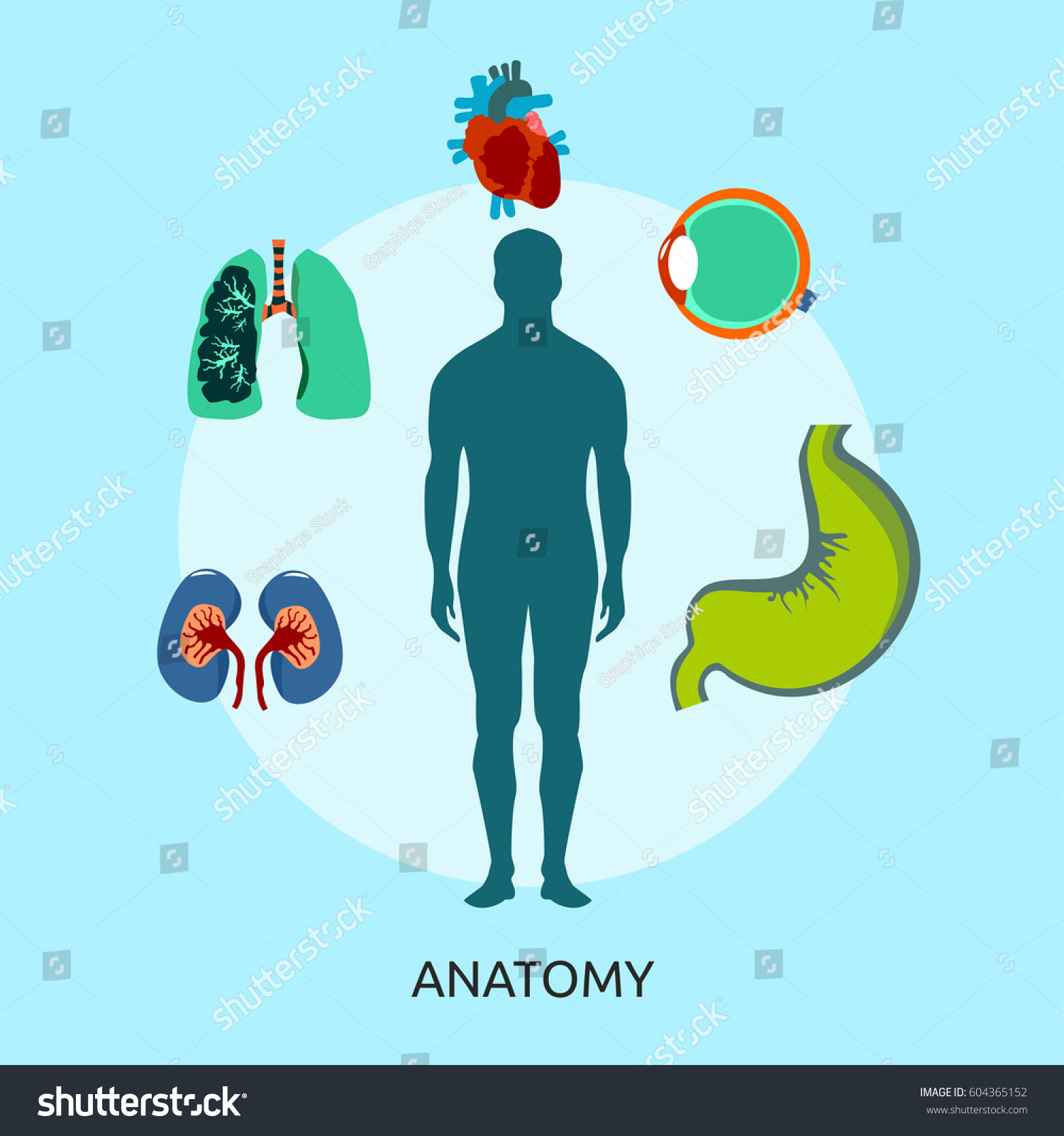 Anatomy Conceptual Design Stock Vector (Royalty Free) 604365152