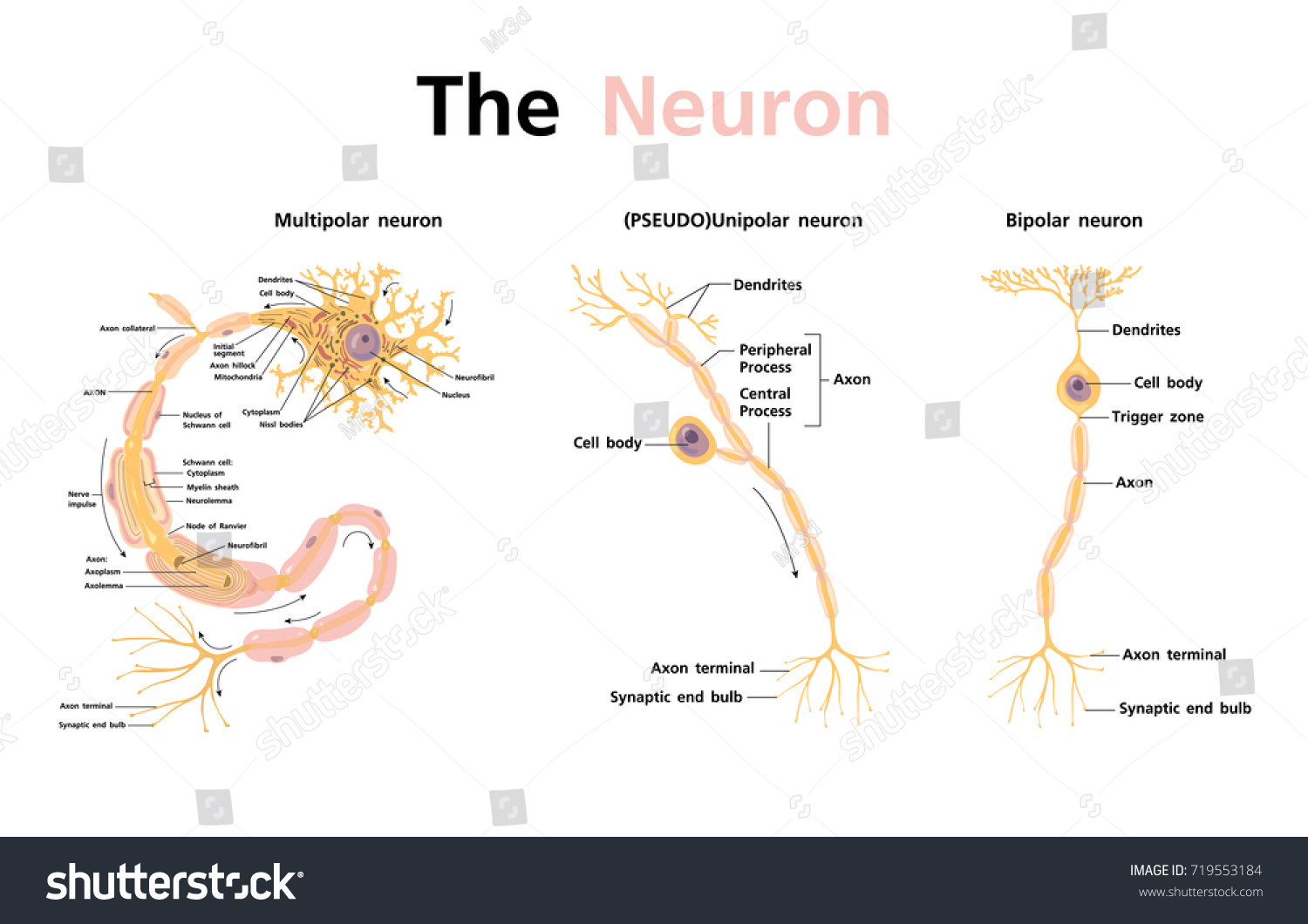 Anatomy Nervous System Neuron Classification Vector Stock Vector ...