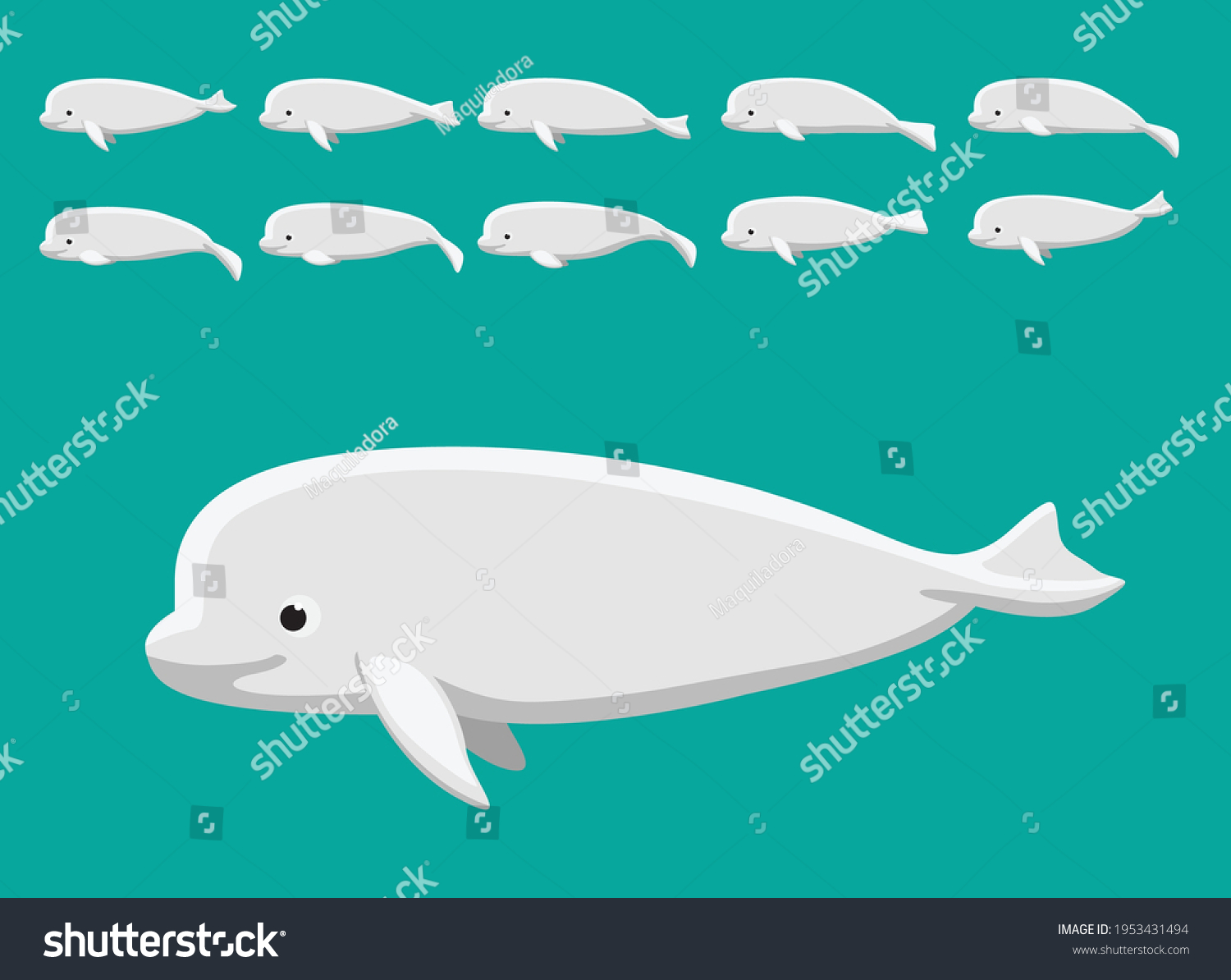 Animal Animation Beluga Cartoon Vector Sequence: стоковая векторная ...