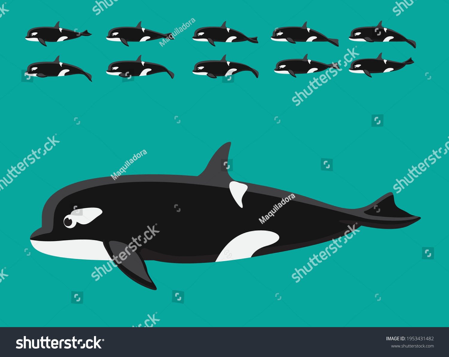 Vektor Stok Animal Animation Orca Cartoon Vector Sequence (Tanpa ...