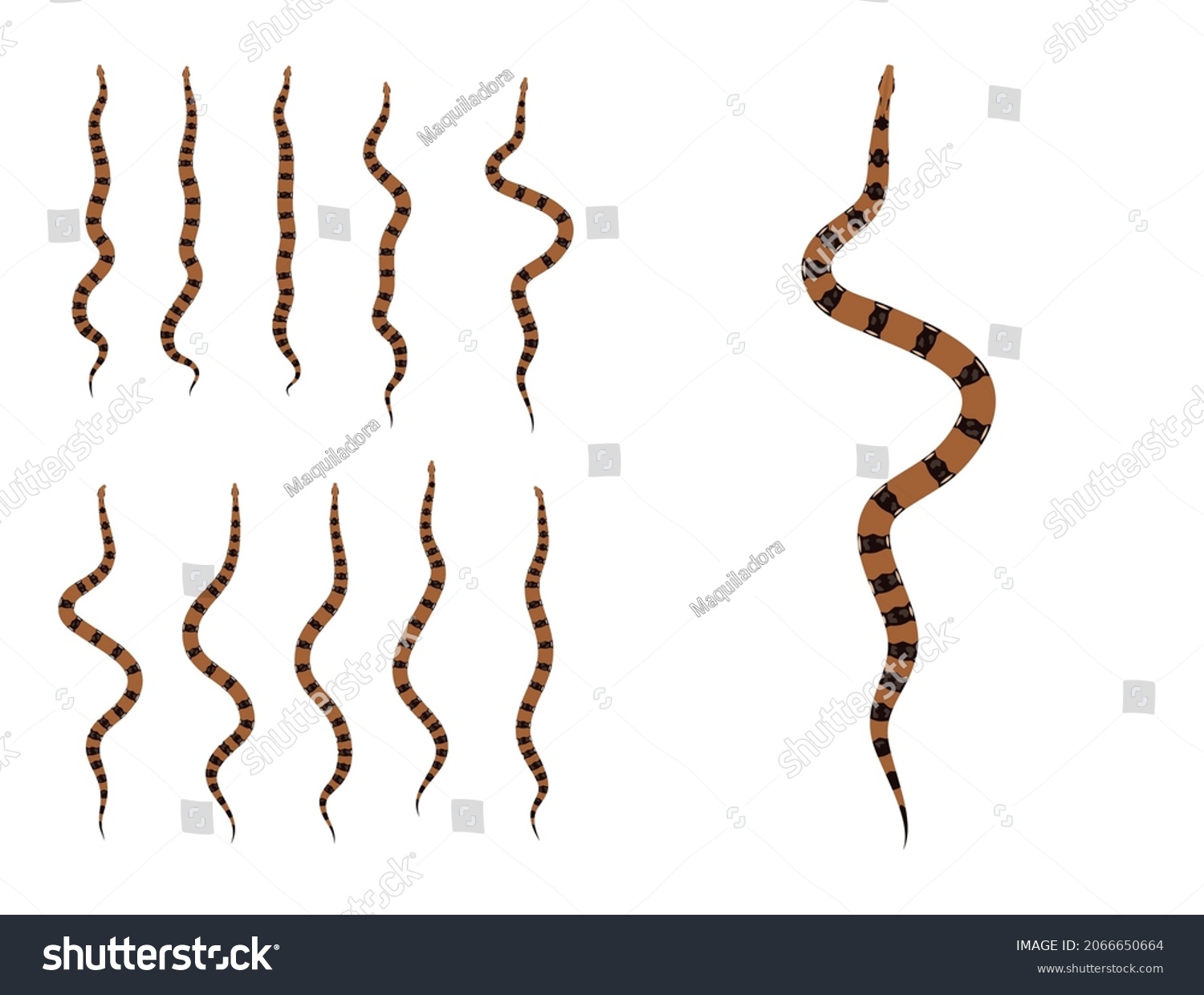 Vector de dibujos animados de Boa: vector de stock (libre de regalías ...