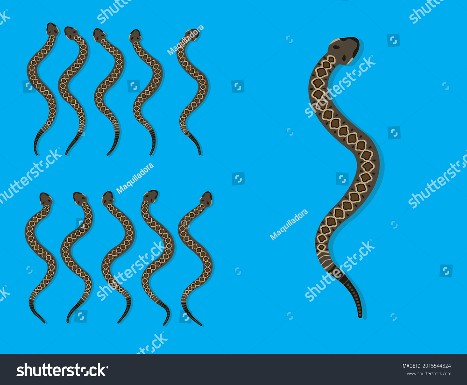 Animal Animation Sequence Eastern Diamondback Rattlesnake: стоковая ...
