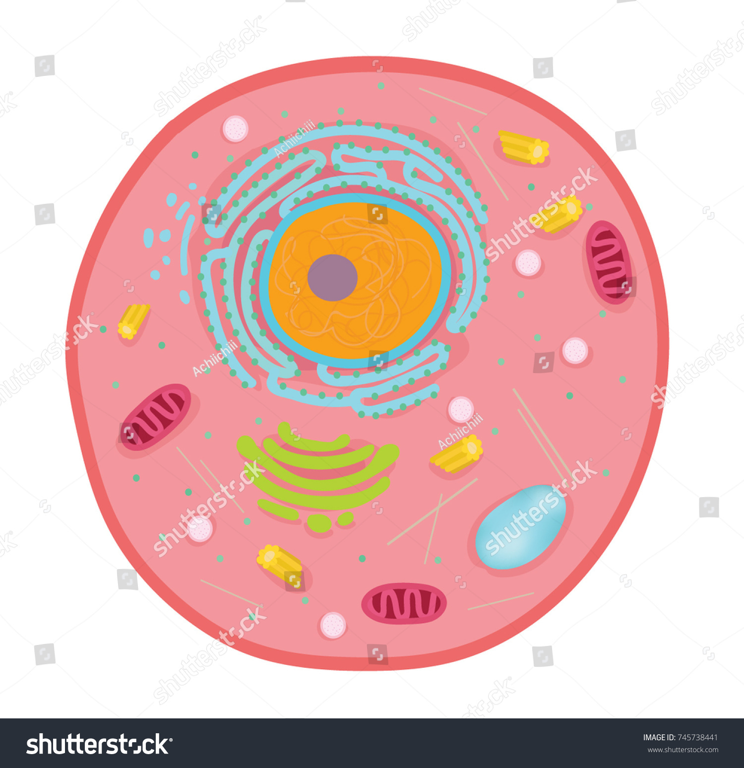 Animal Cell Stock Vector (Royalty Free) 745738441 | Shutterstock