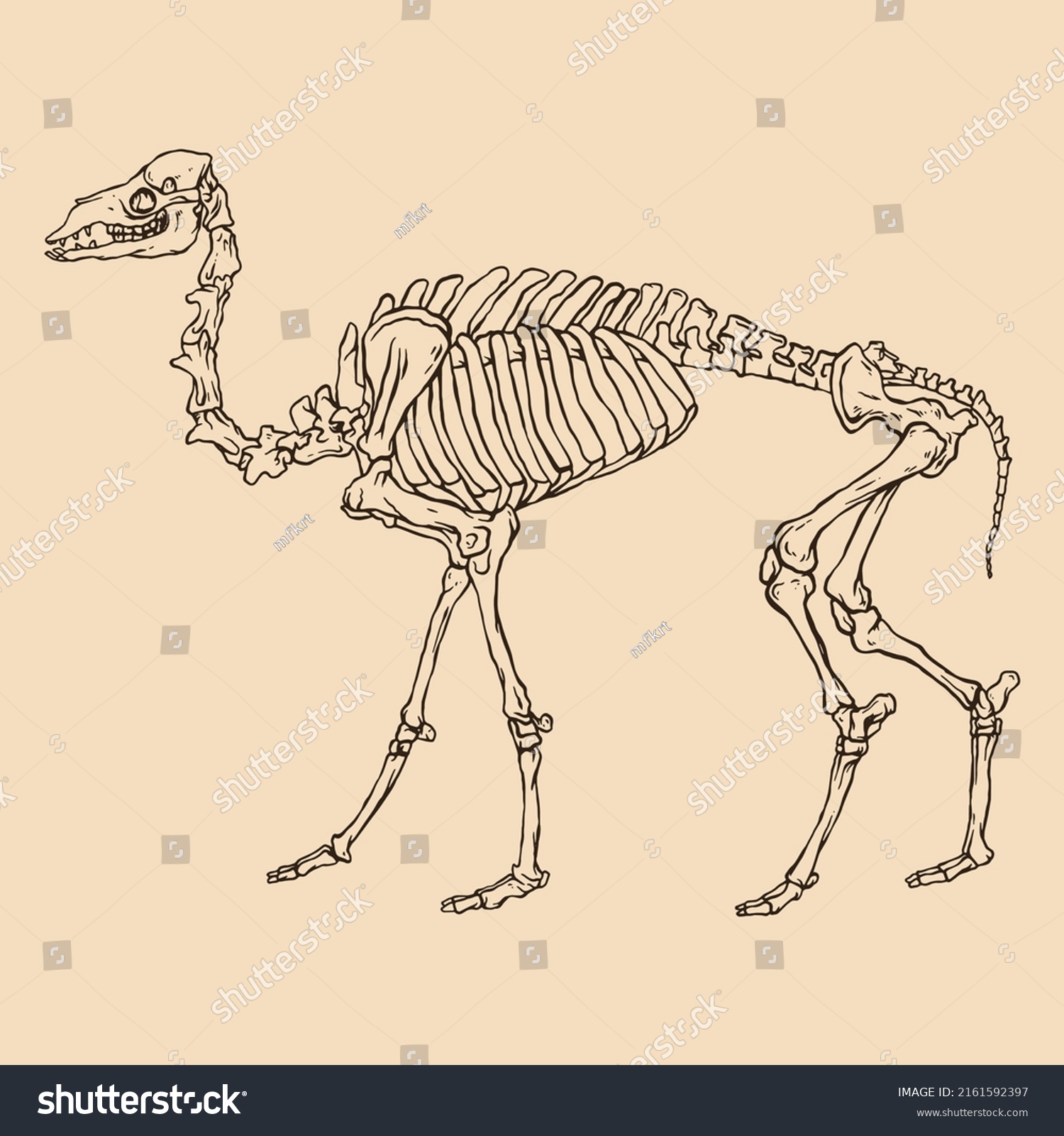 Animal Skeleton Camel Vector Illustration Stock Vector (Royalty Free ...