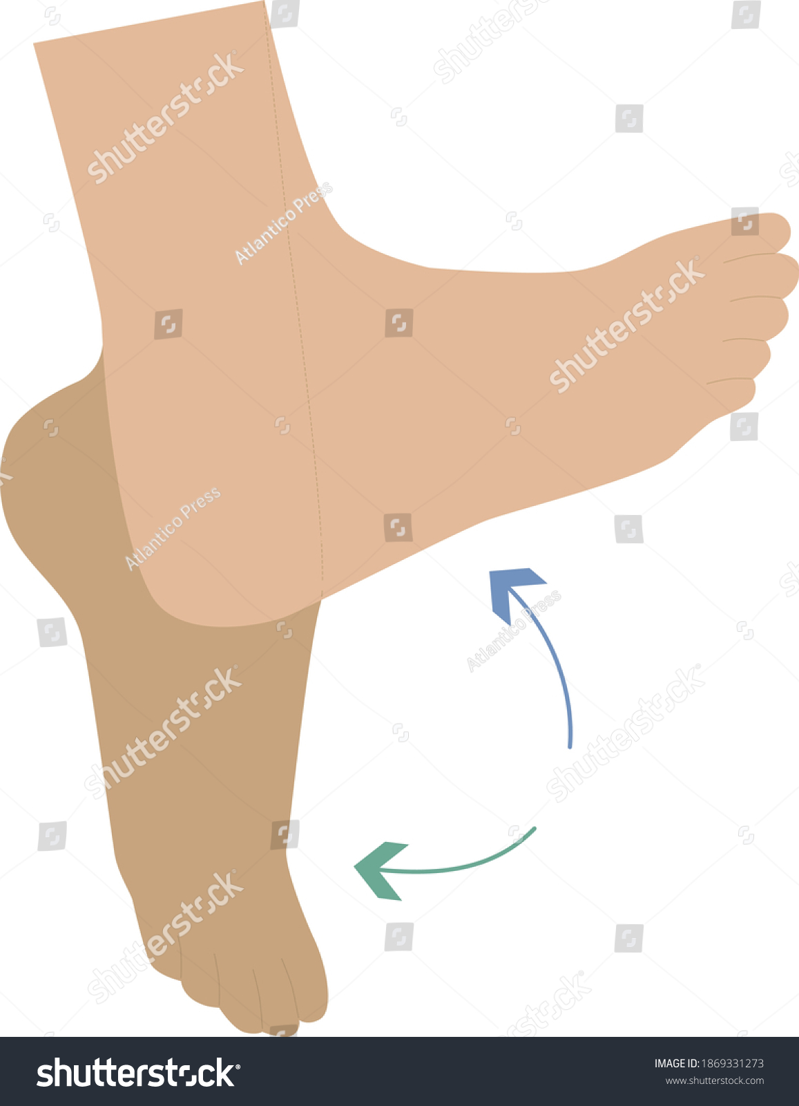 Ankle Flexion Exercise Illustration Stock Vector (Royalty Free) 1869331273
