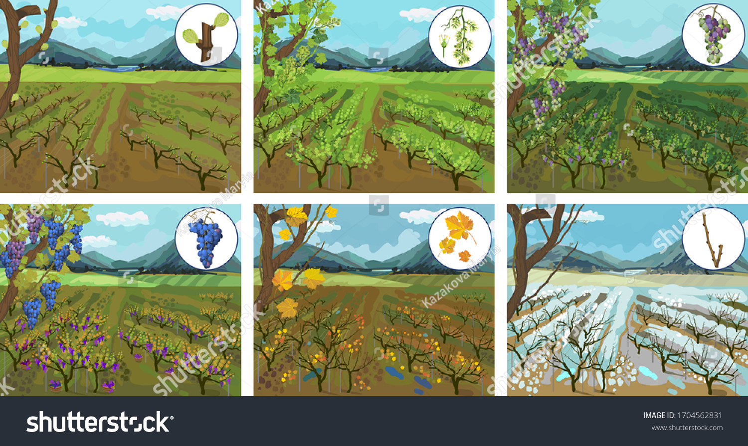 Annual Growth Life Cycle Grapevine Seasons Stock Vector (Royalty Free ... Annual Growth Life Cycle Grapevine Seasons Stock Vector (Royalty Free ...