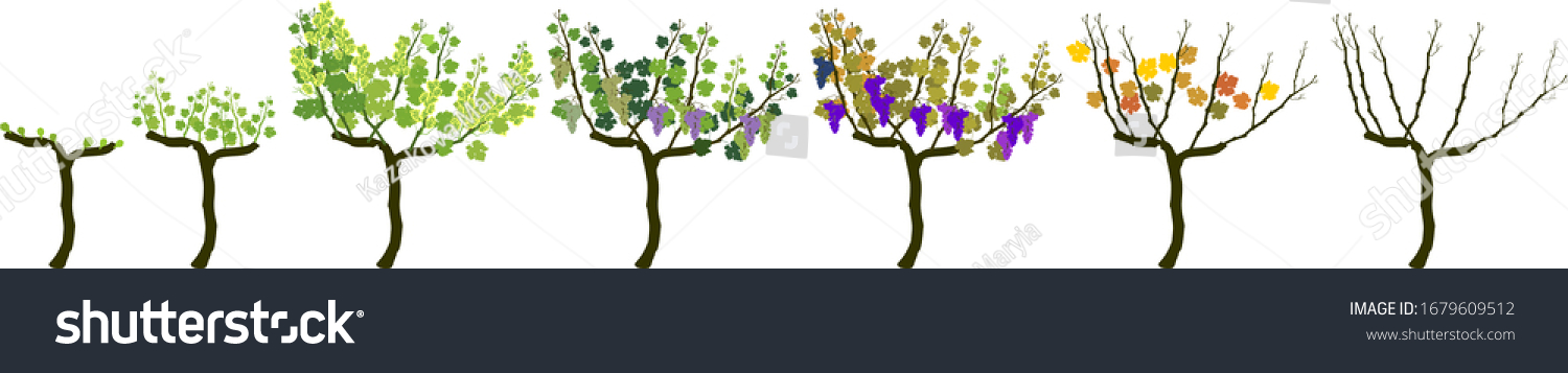 Annual Growth Life Cycle Grapevine Isolated Stock Vector (Royalty Free ... Annual Growth Life Cycle Grapevine Isolated Stock Vector (Royalty Free ...