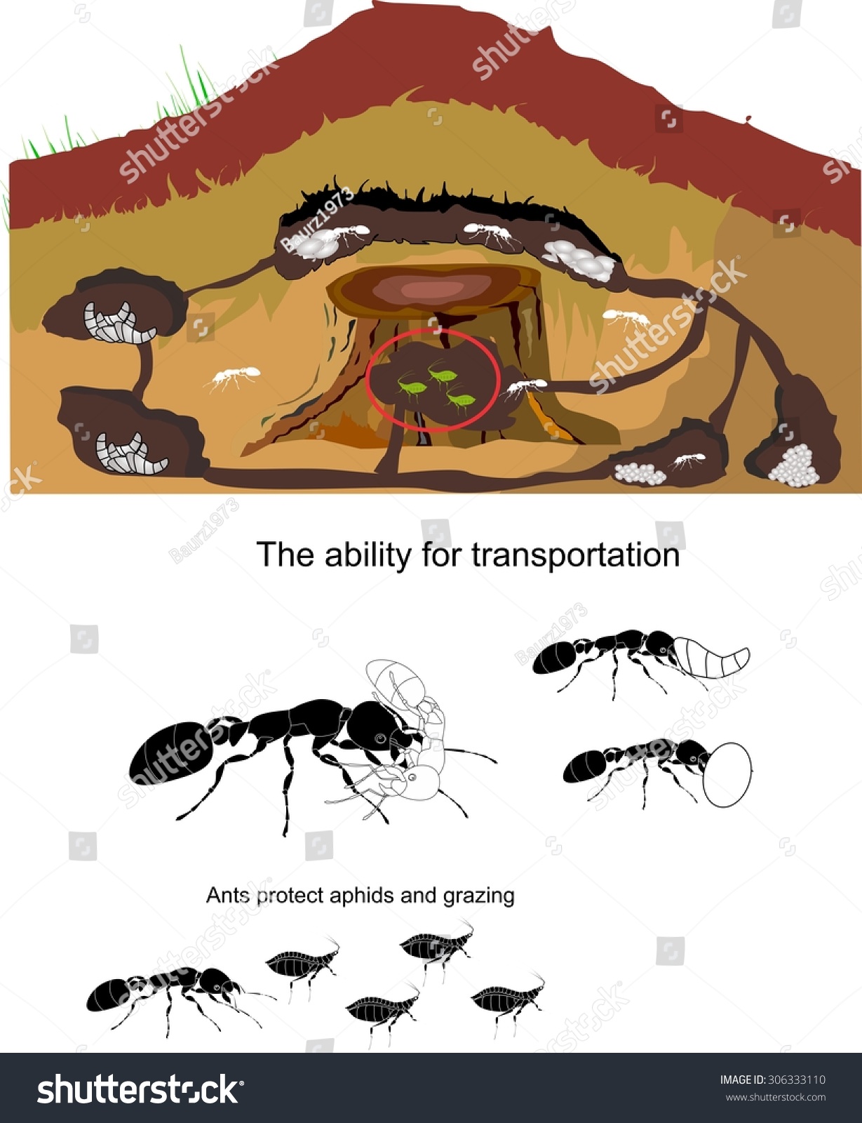 Anthill Life Vector Illustration Isolated On: เวกเตอร์สต็อก (ปลอดค่า ...