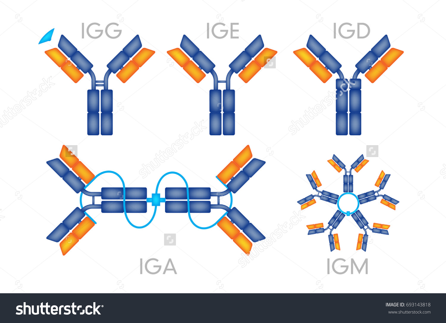 Antibodies Antigen Various Forms On White Stock Vector 693143818 ...