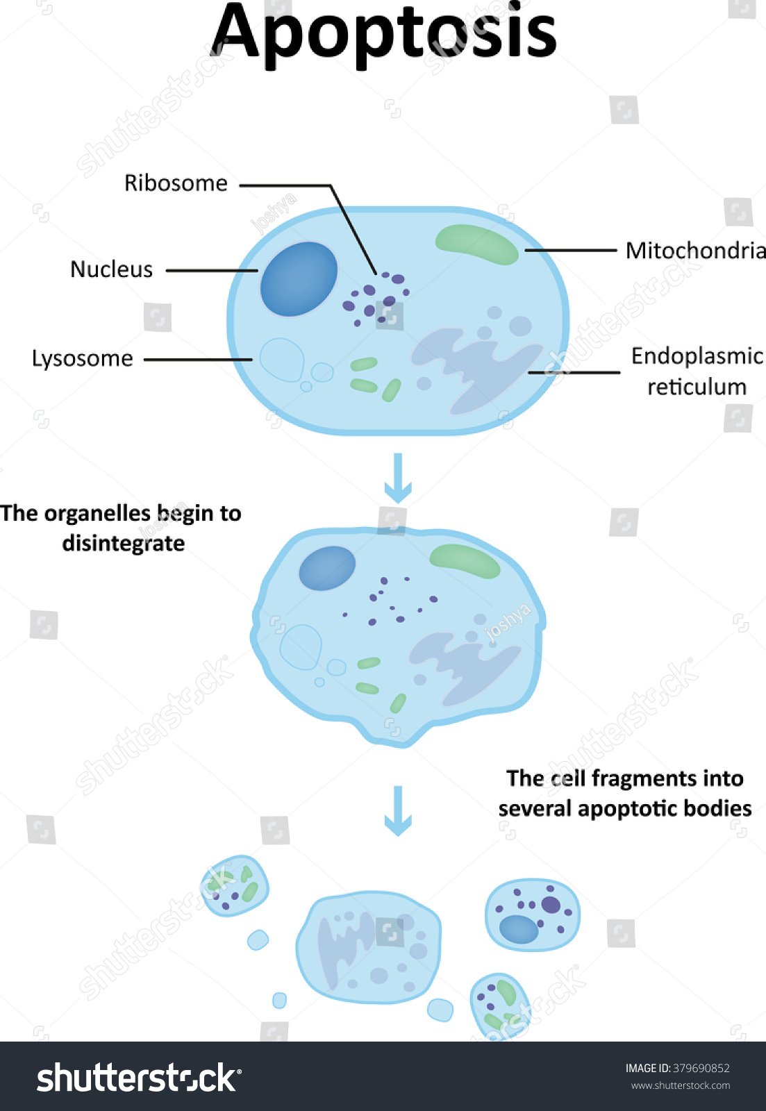 Apoptosis Diagram Stock Vector (Royalty Free) 379690852