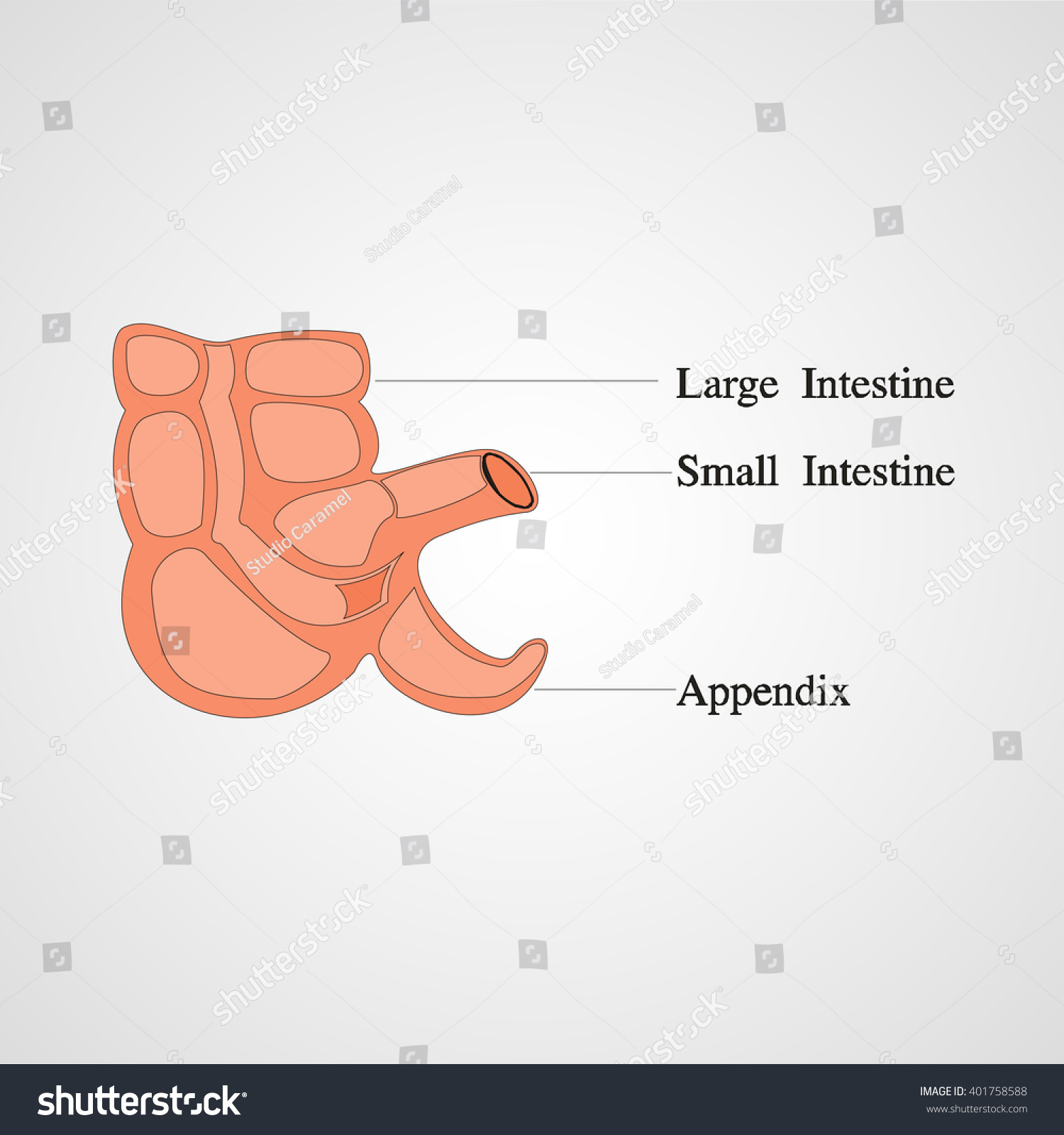 Appendix Cecumileum Anatomy Vector Icon Stock Vector (Royalty Free ...