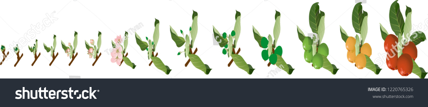 471 Stages apple Stock Vectors, Images & Vector Art | Shutterstock