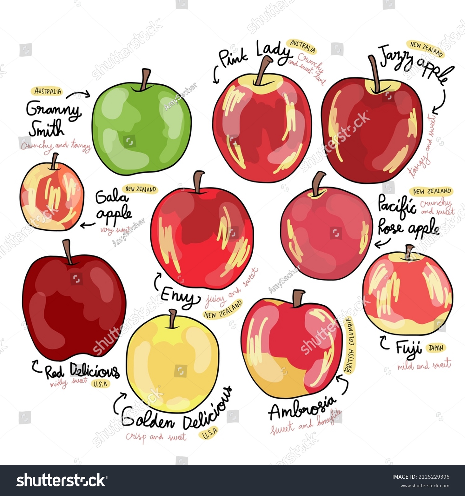 Apple Variety Types Vector Illustration Stock Vector (Royalty Free ...