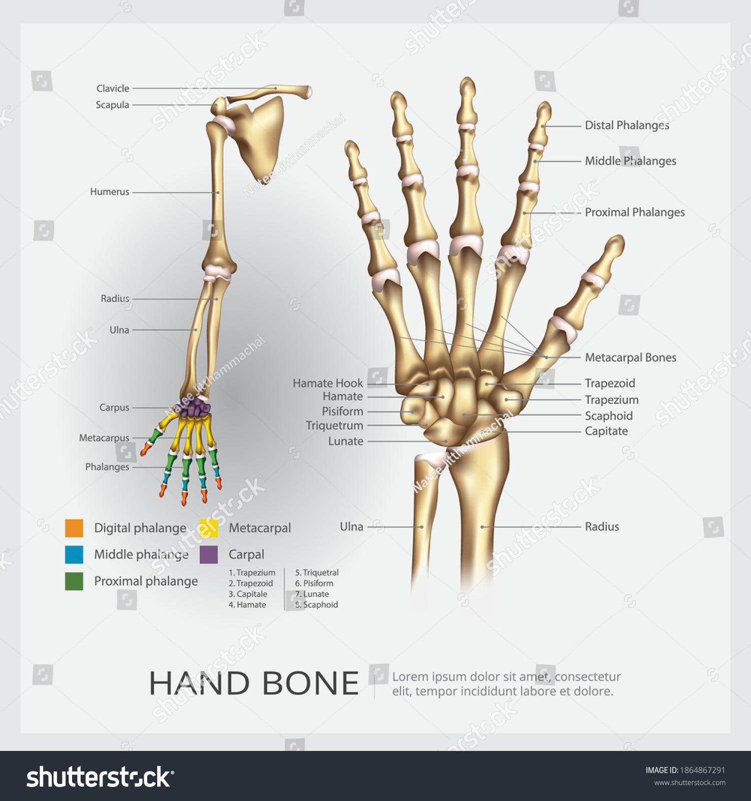 Arm Hand Bone Vector Illustration Stock Vector (Royalty Free) 1864867291