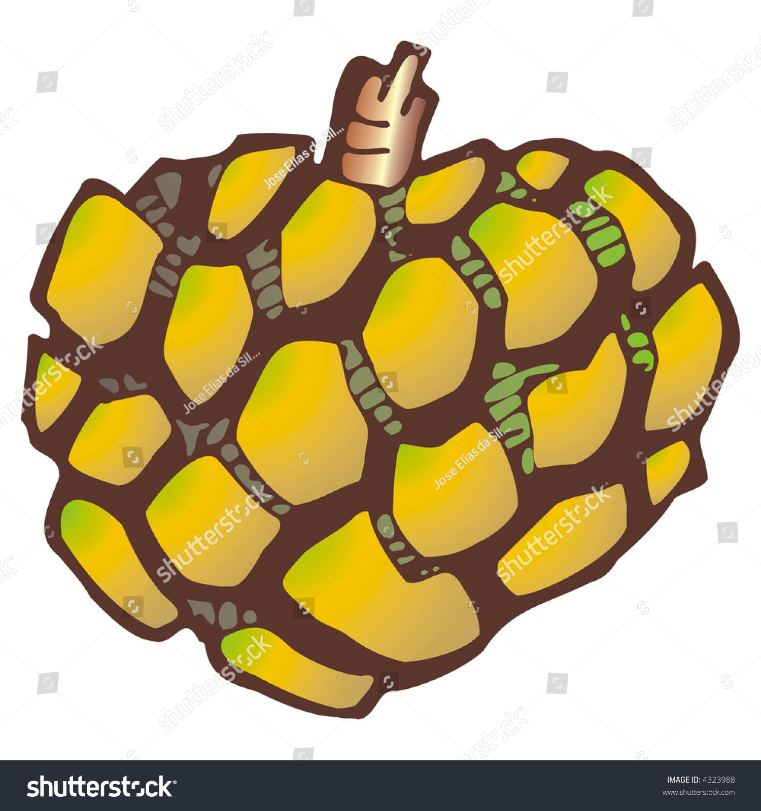 Art Illustration Pine Fruit Stock Vector (Royalty Free) 4323988 ...