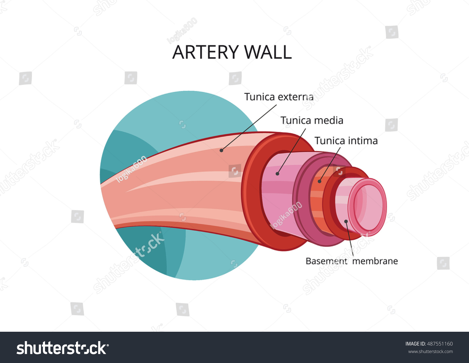 Artery Wall Vector Illustration: เวกเตอร์สต็อก (ปลอดค่าลิขสิทธิ์ ...