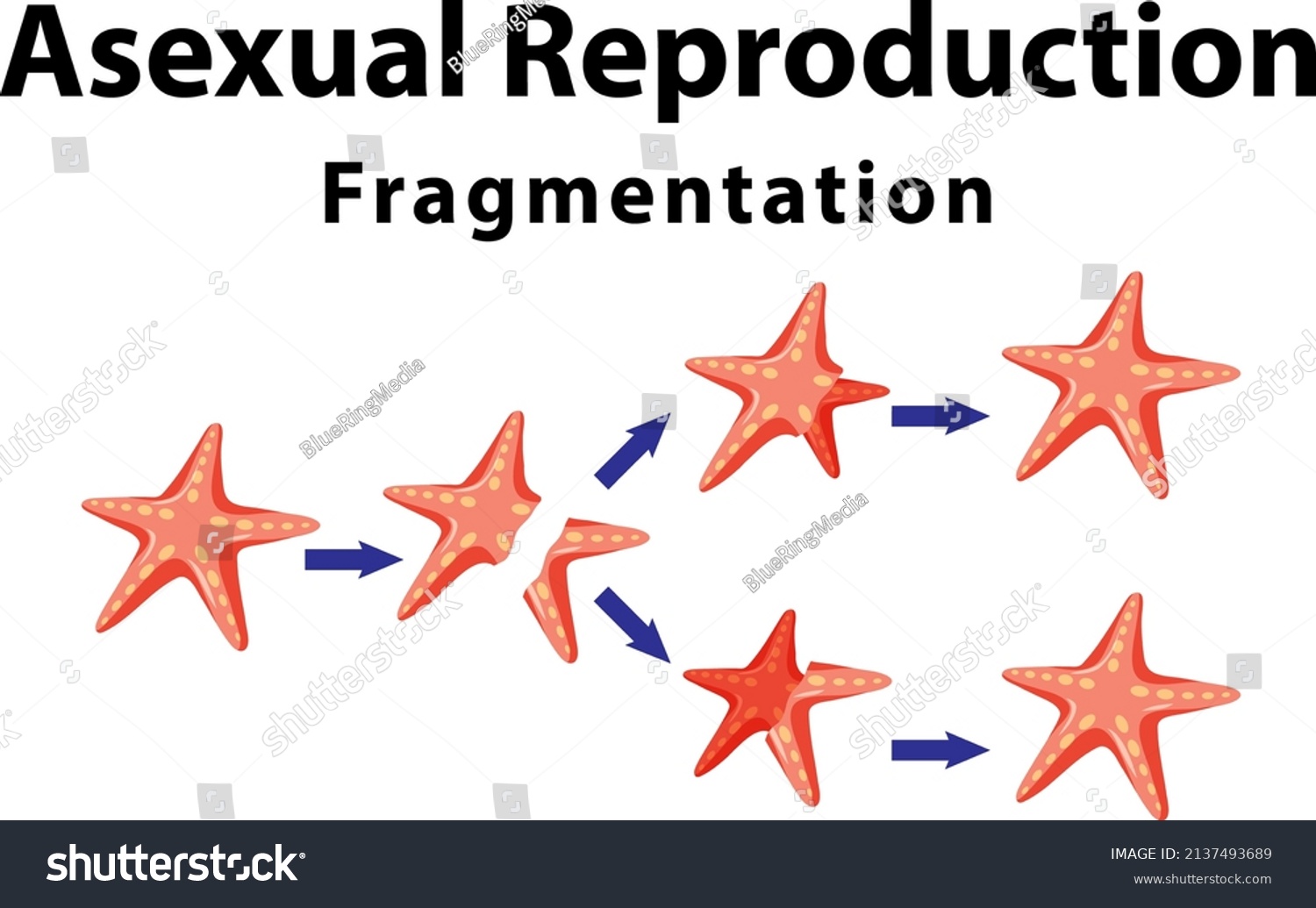 Fragmentación De La Reproducción Asexual Con Vector De Stock Libre De