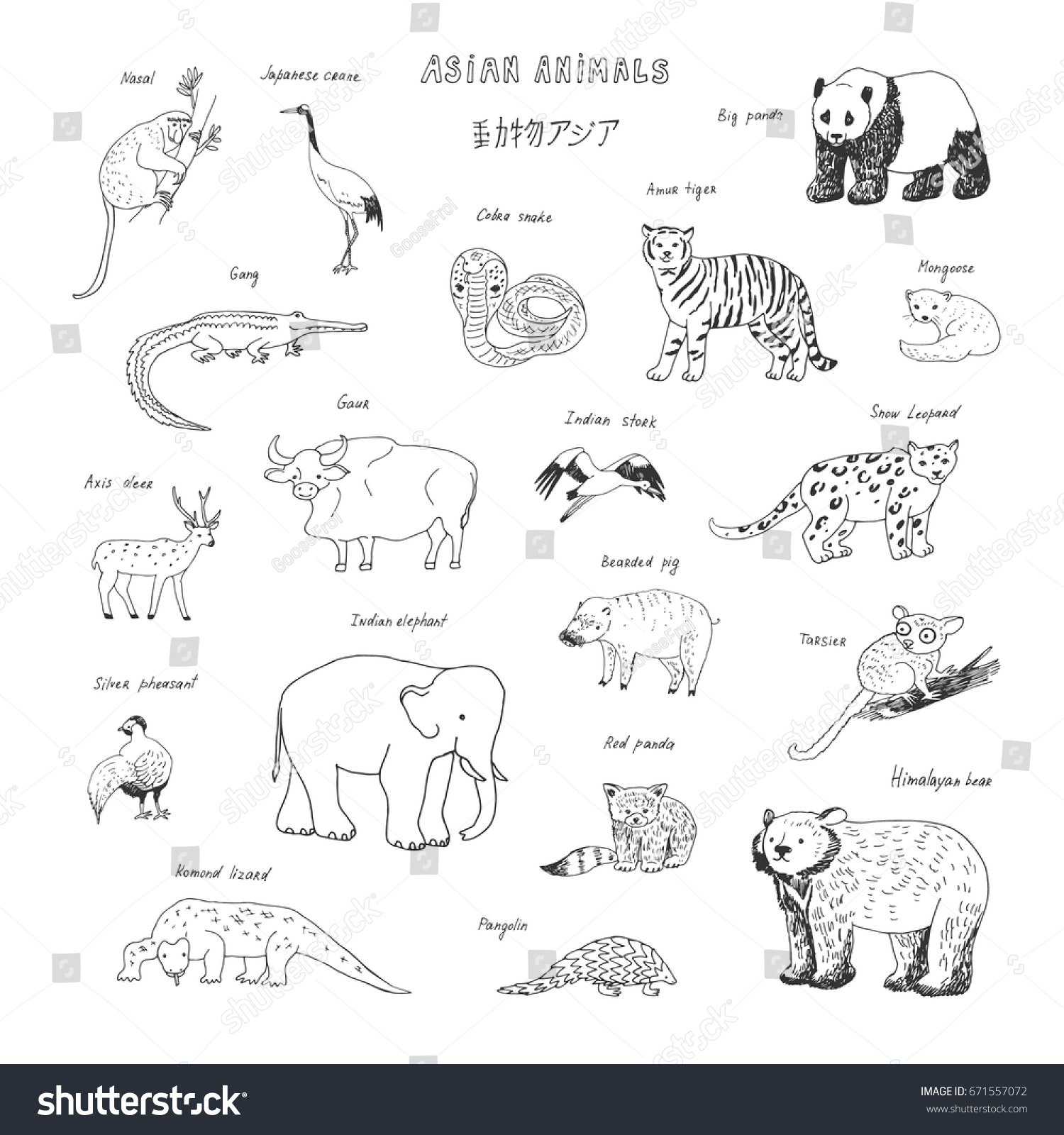 Asian Animals Doodle Graphic Vector Illustrations Stock Vector (Royalty ...