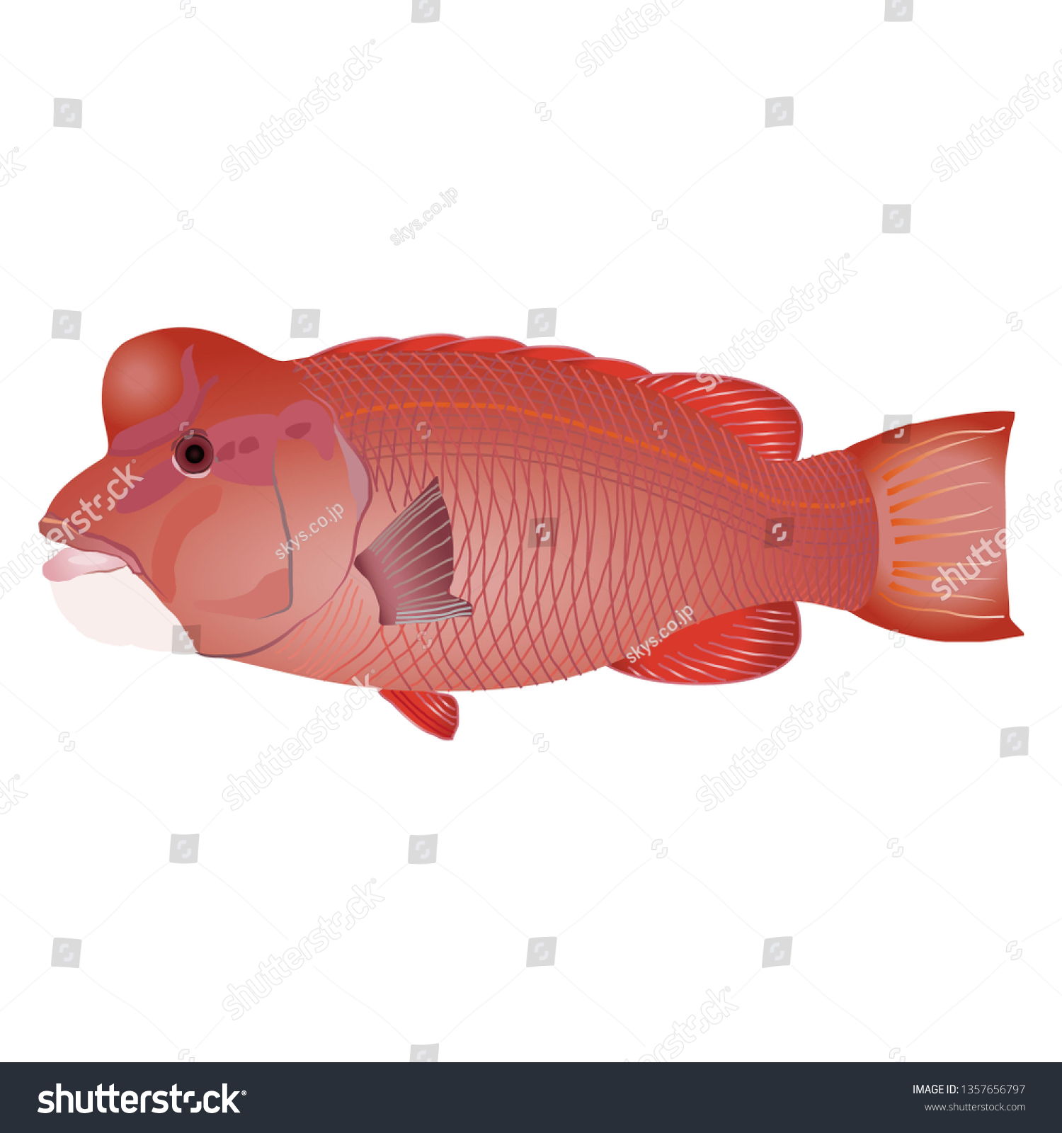 Asian Sheepshead Wrasse Stock Vector (Royalty Free) 1357656797 ...