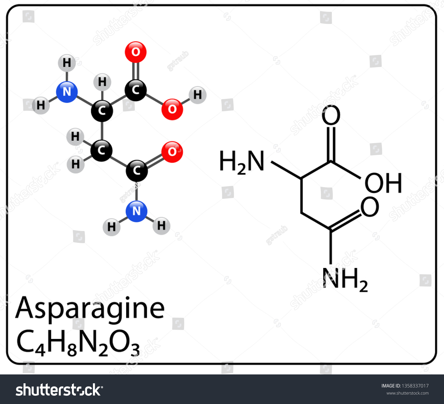 Asparagine Molecule Structure Stock Vector (Royalty Free) 1358337017
