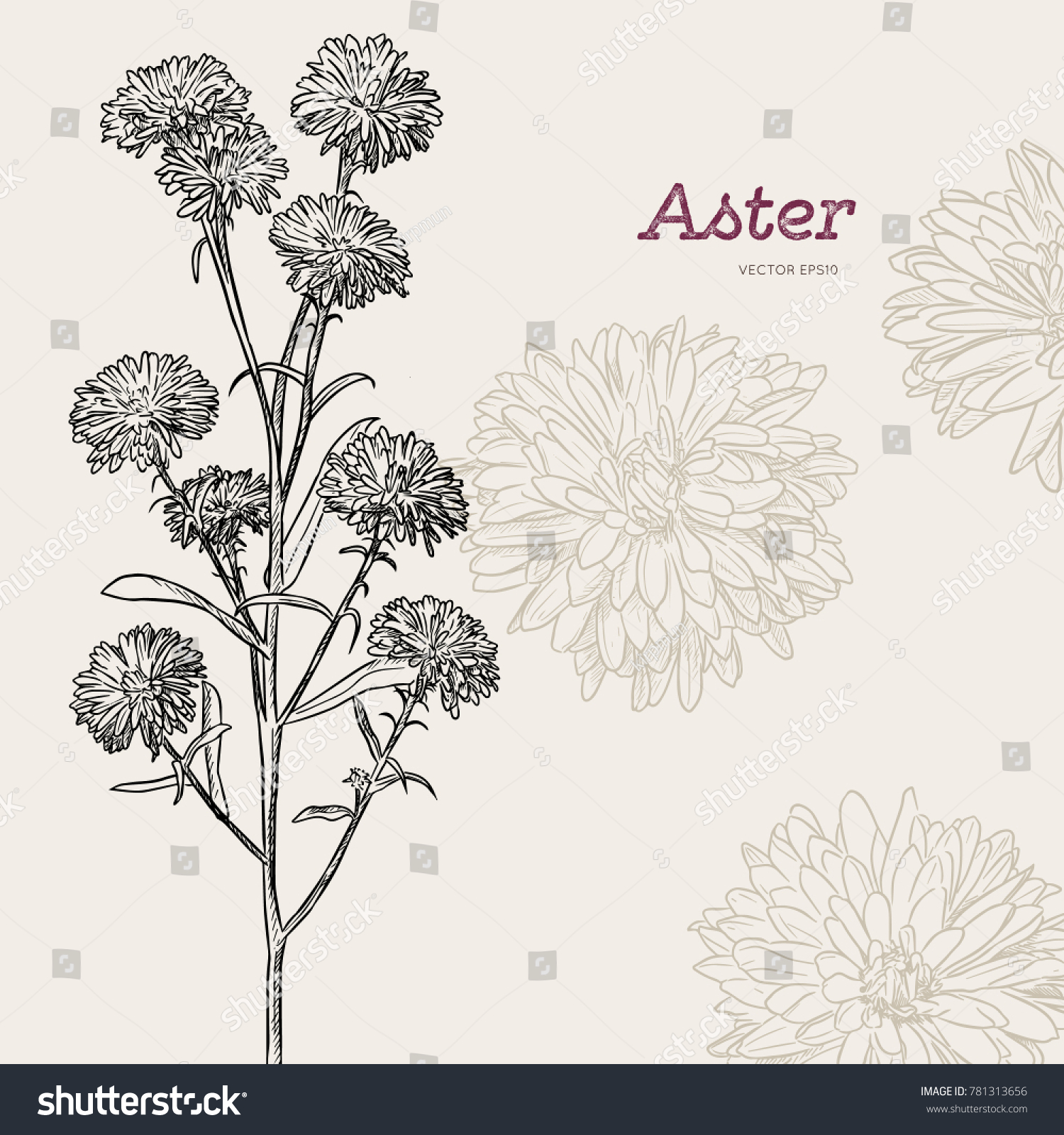 Aster Flower Hand Draw Sketch Vector Stock Vector (Royalty Free ...