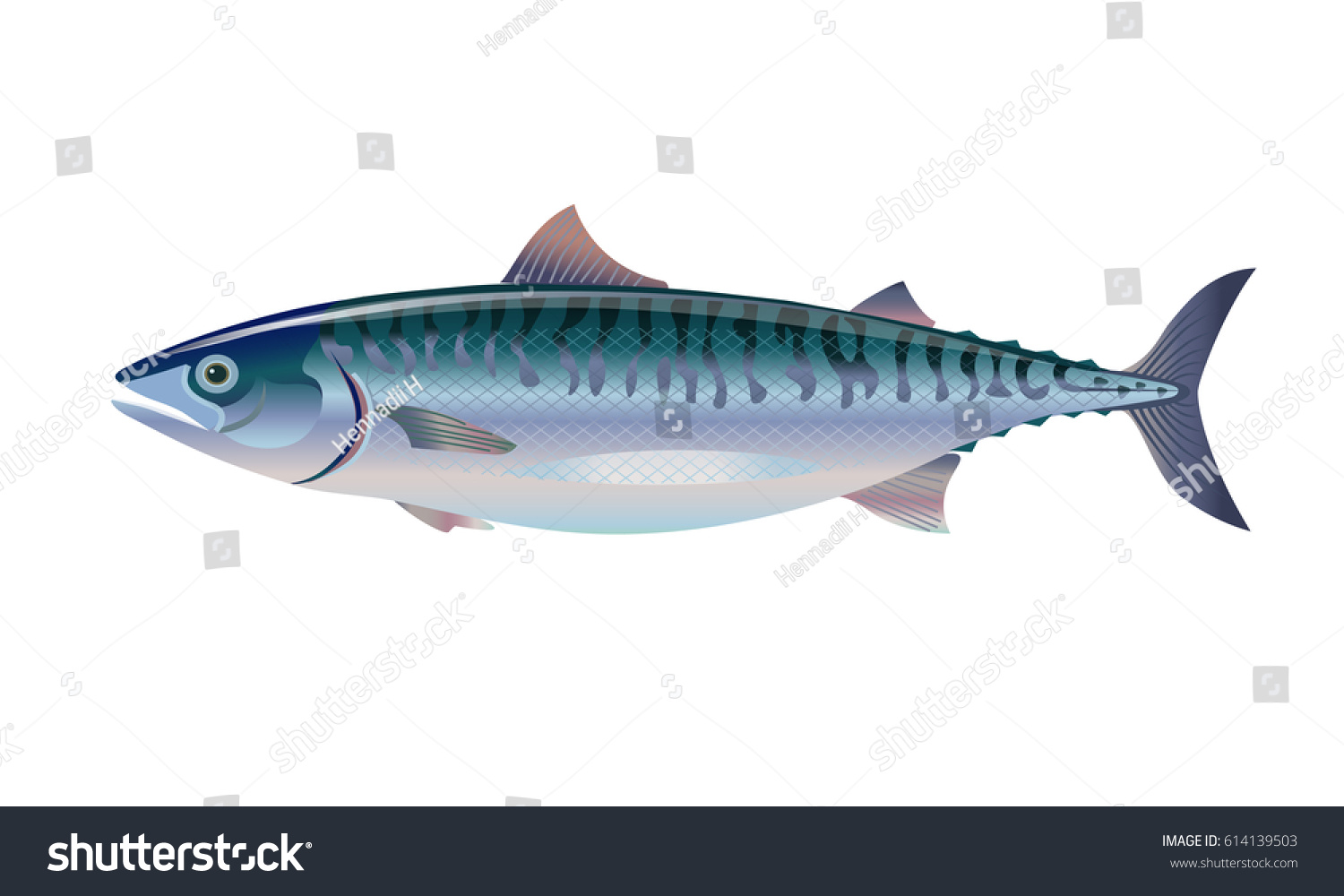 Atlantic Mackerel Fish Vector Illustration Stock Vector (Royalty Free ...