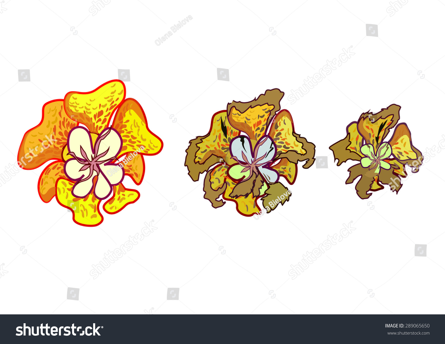Australian Flower Animation Withering Vector Stock Vector (Royalty Free ...
