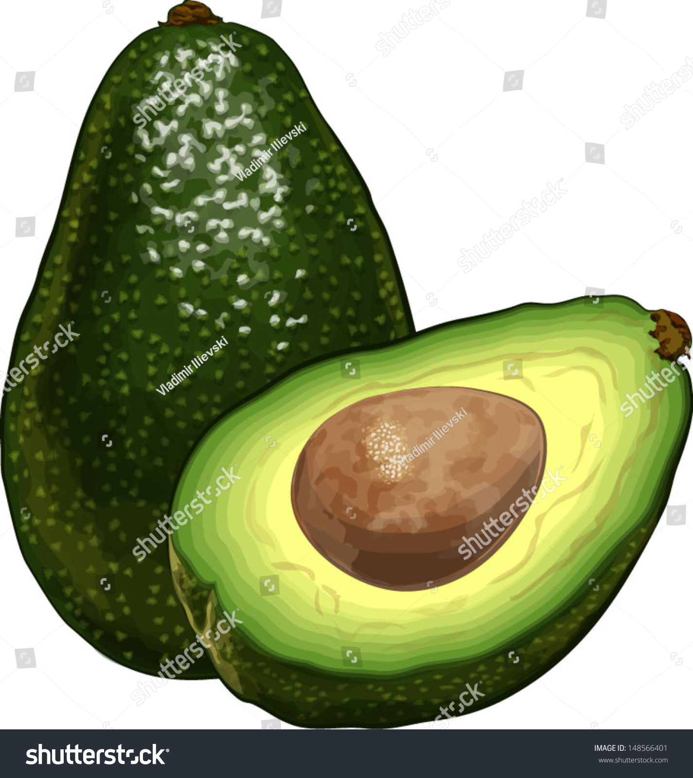 Avocado Vector Isolated On White Background Stock Vector 148566401 ...
