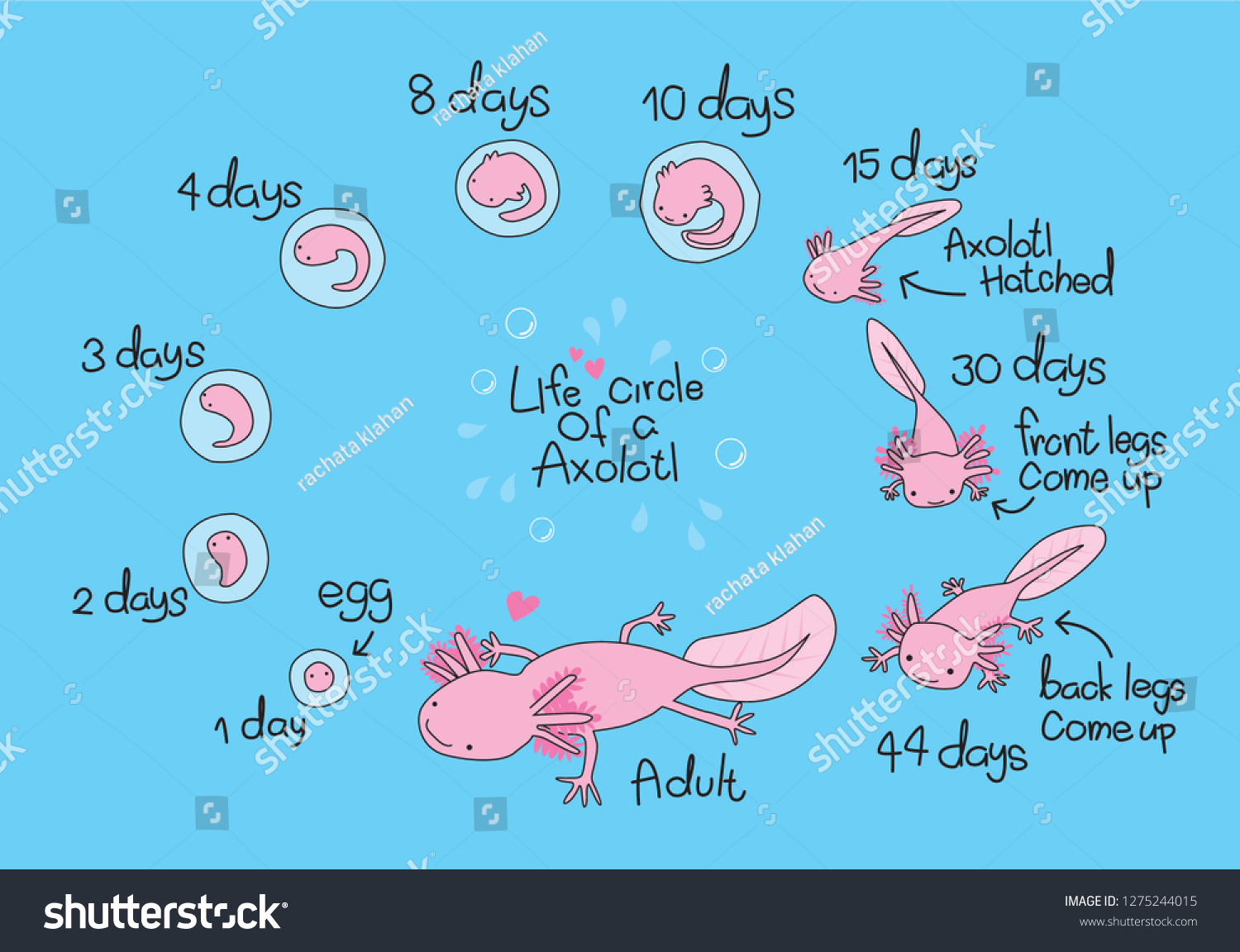 Axolotl Life Cycle: vector de stock (libre de regalías) 1275244015 ...