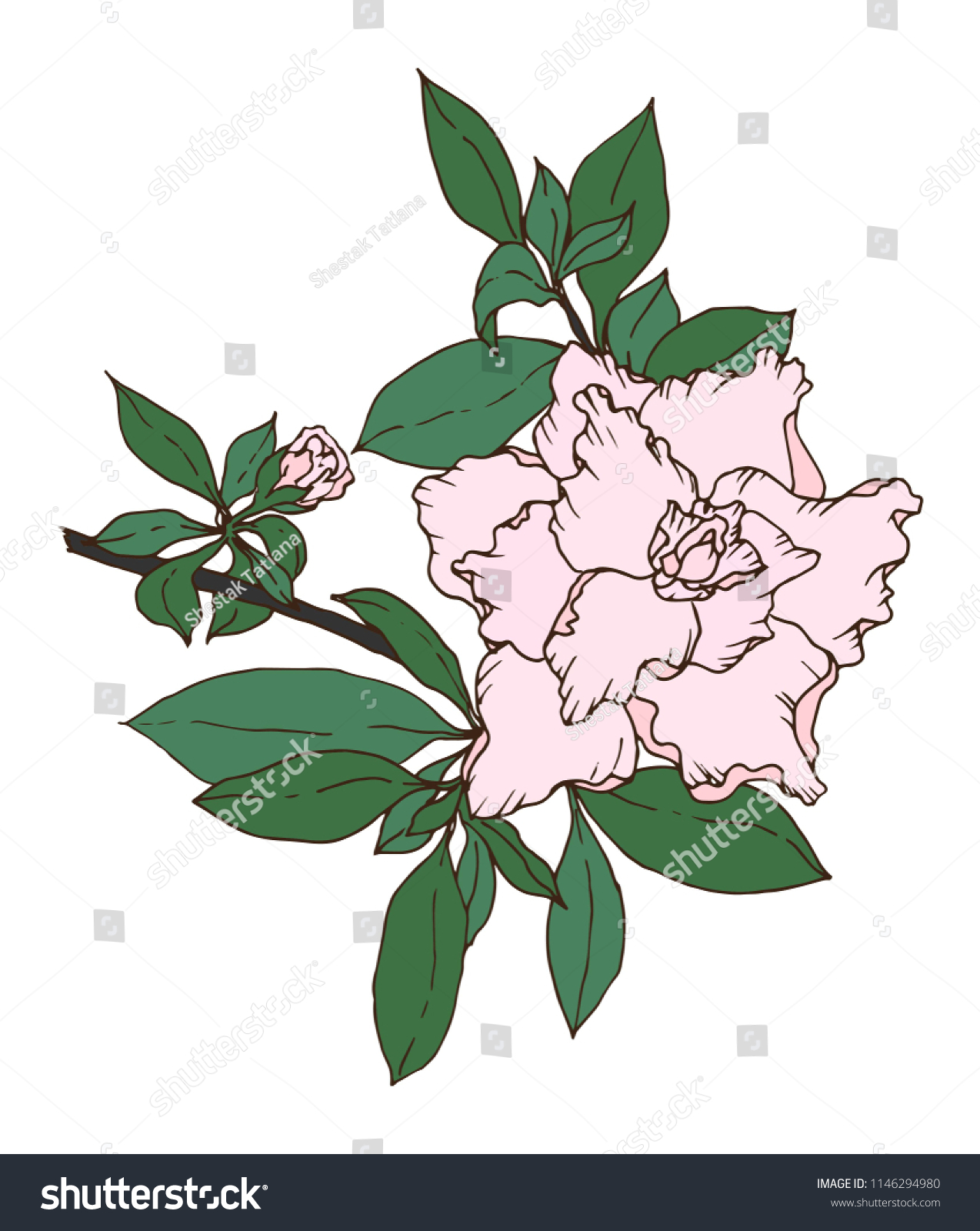 Azalea Sketch Vector Illustration Stock Vector (Royalty Free ...