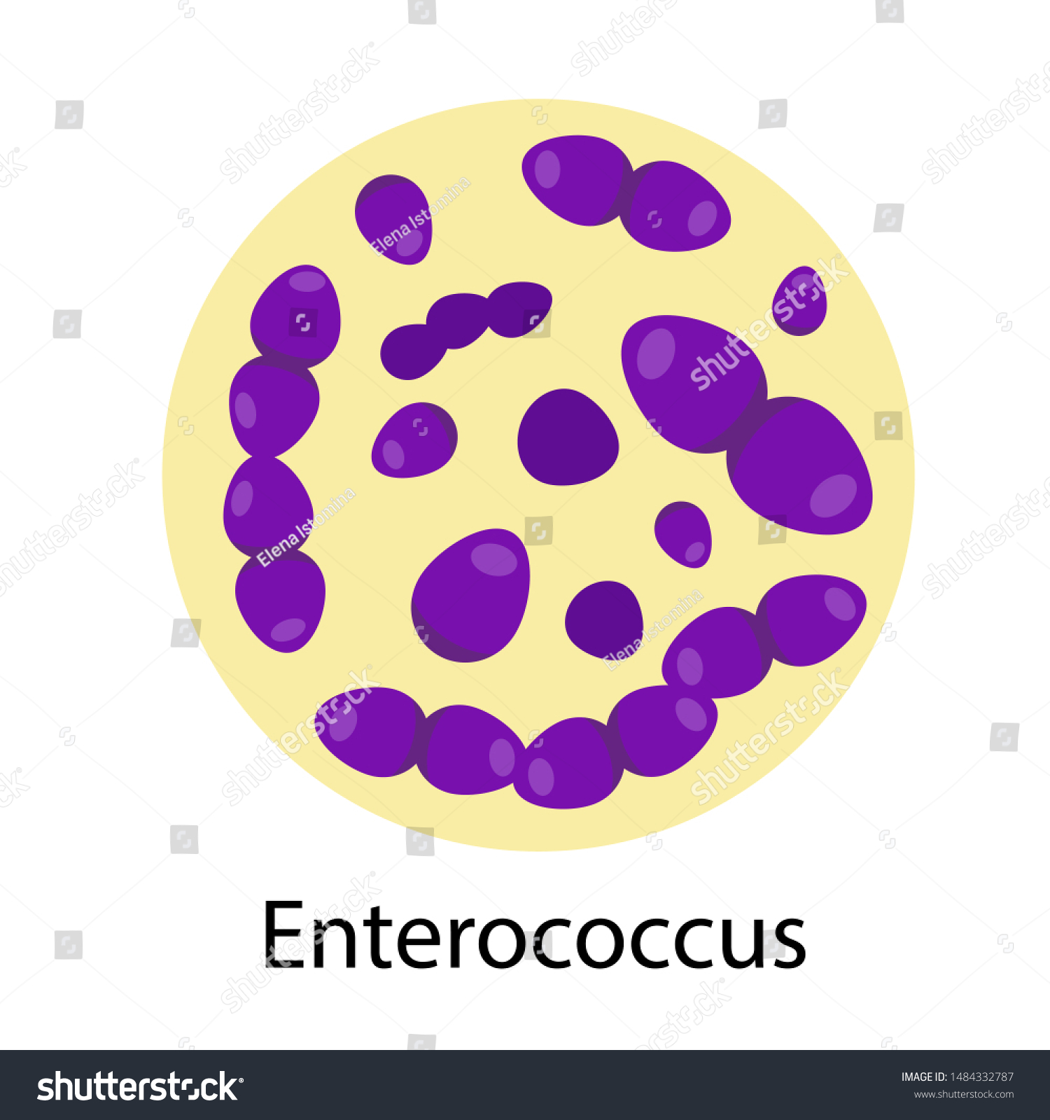 Bacteria Enterococcus Icon Isolated On White Stock Vector (Royalty Free ...