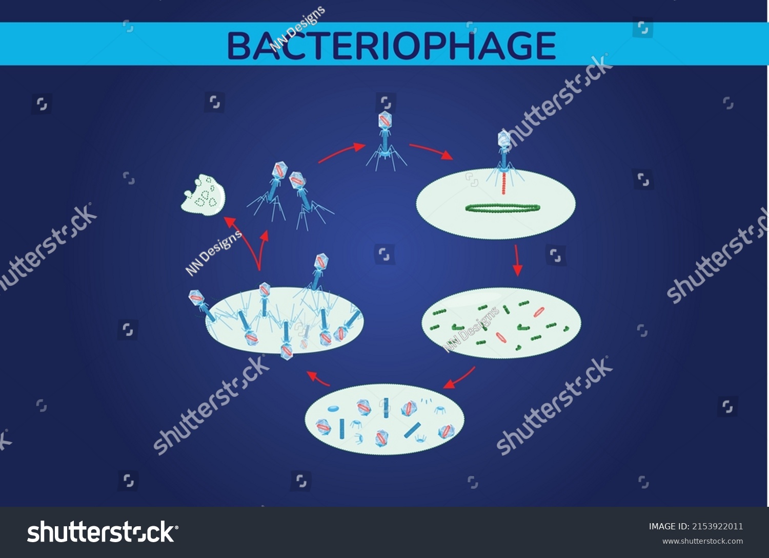 Bacteriophage Vector Cycle Illustration Diagram Stock Vector (Royalty ...