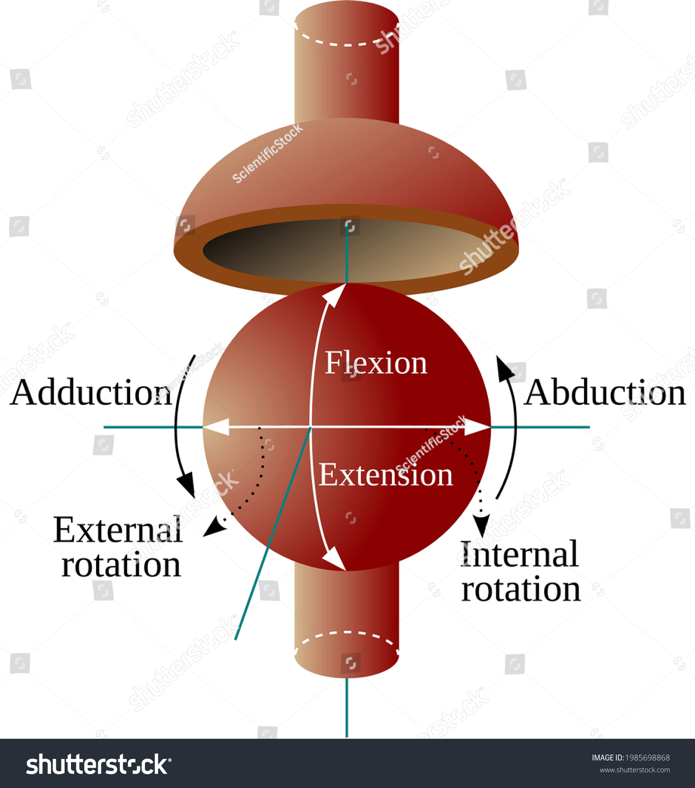 38 Spheroid joint Images, Stock Photos & Vectors | Shutterstock