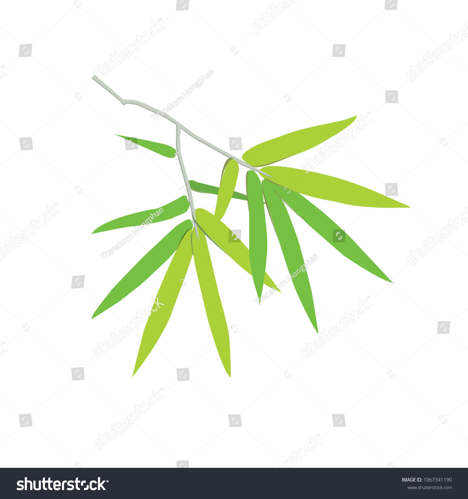 Bamboo Leaf Vector Isolated On White Stock Vector (Royalty Free ...