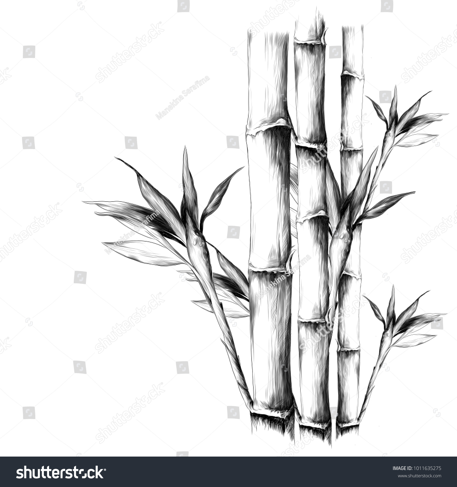 Bamboo Sketch Vector Graphic Monochrome Pattern 스톡 벡터(사용료 없음 ...