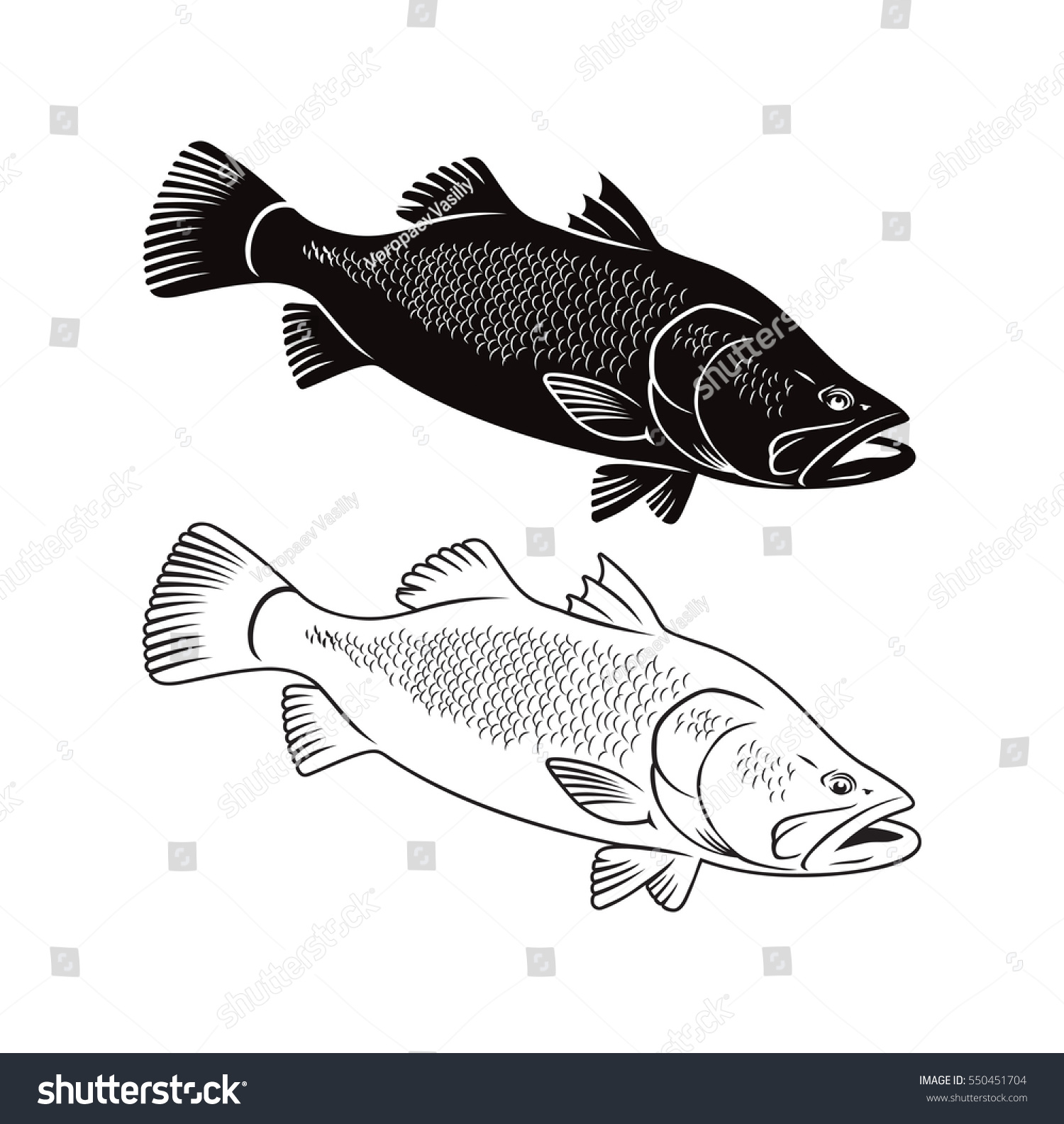 Barramundi Fish Stock Vector (Royalty Free) 550451704