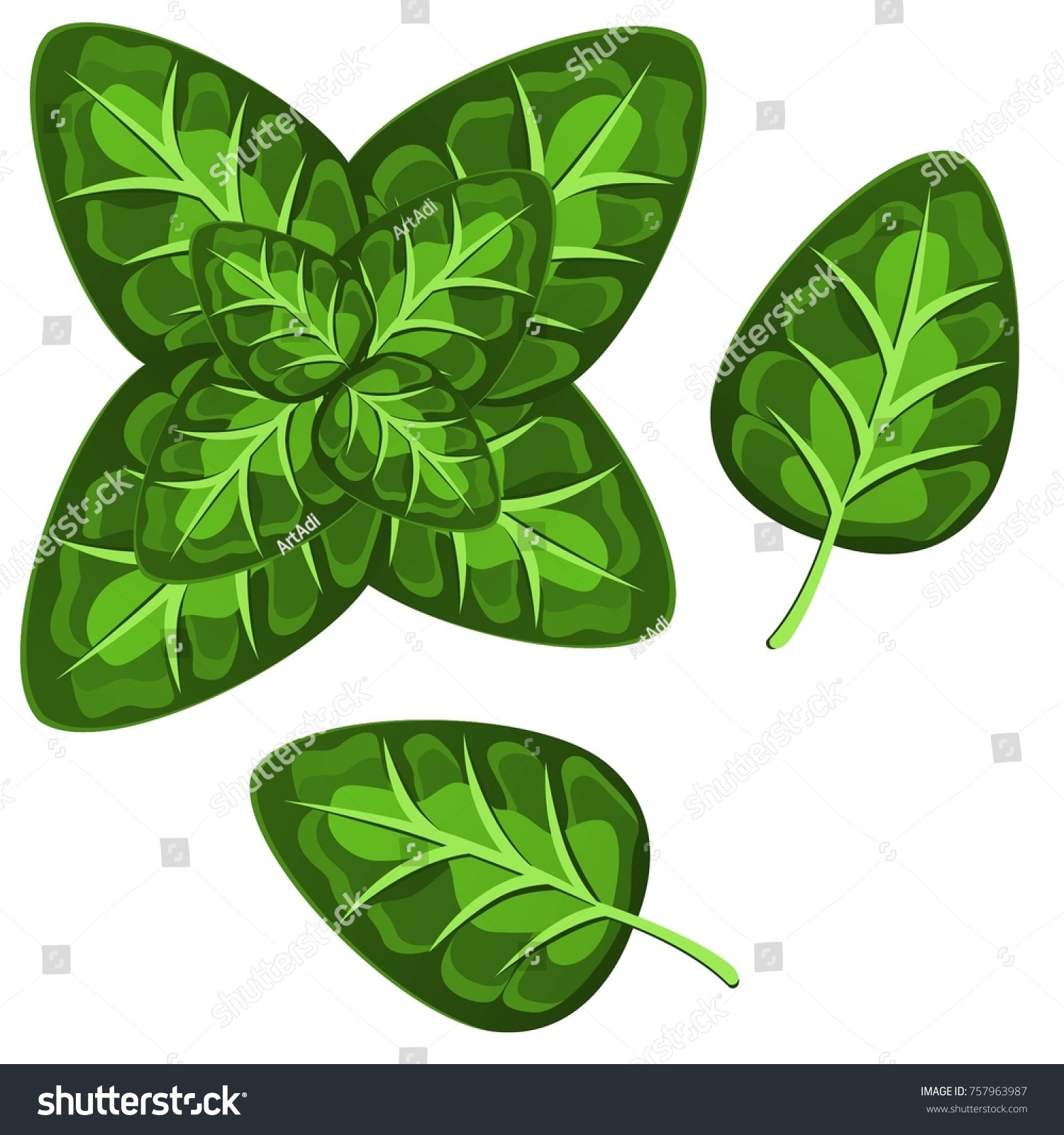 Basil Leaves Vector Isolated On White Stock Vector (Royalty Free ...