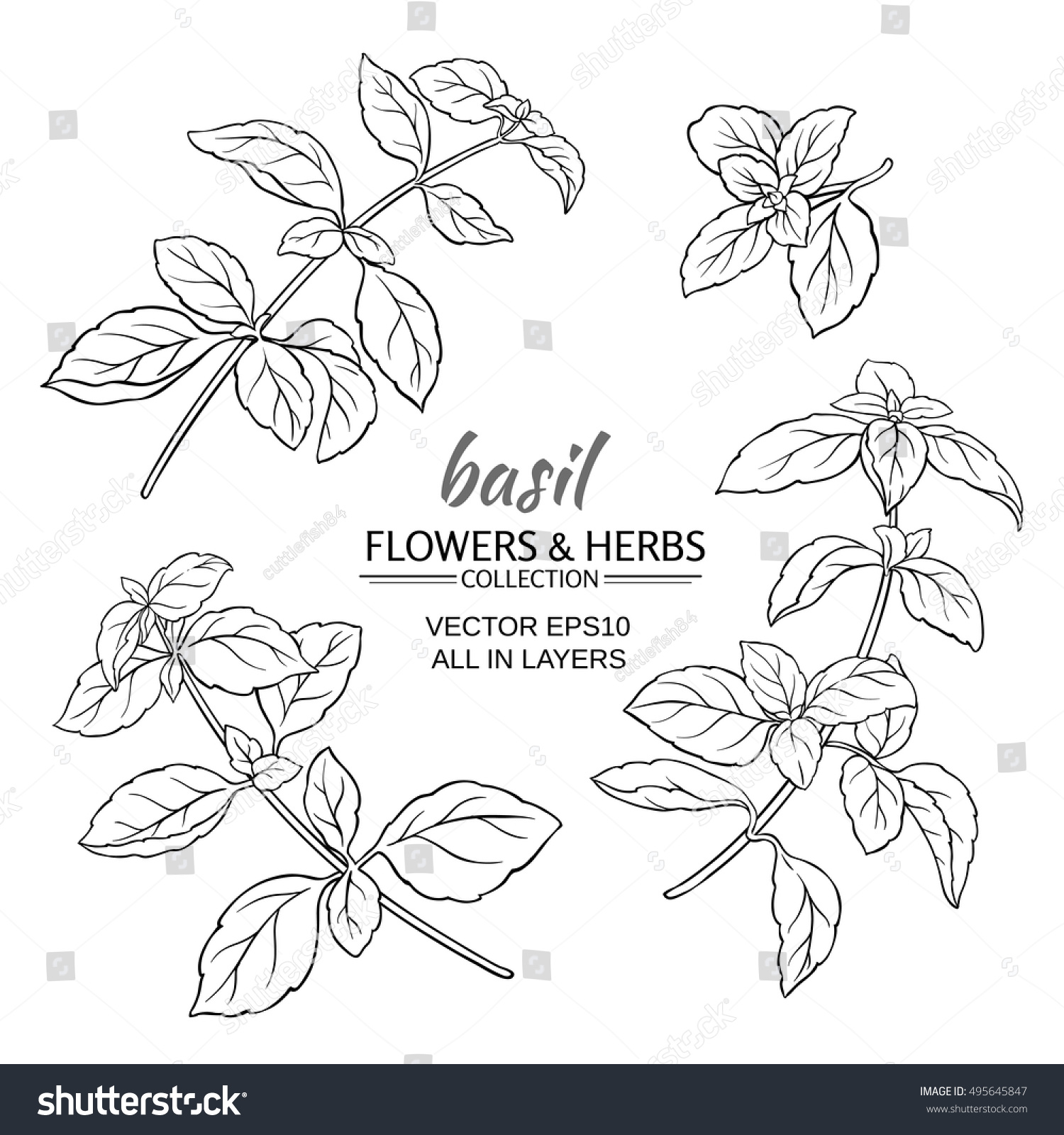 Basil Plant Vector Set On White Stock Vector (Royalty Free) 495645847 ...