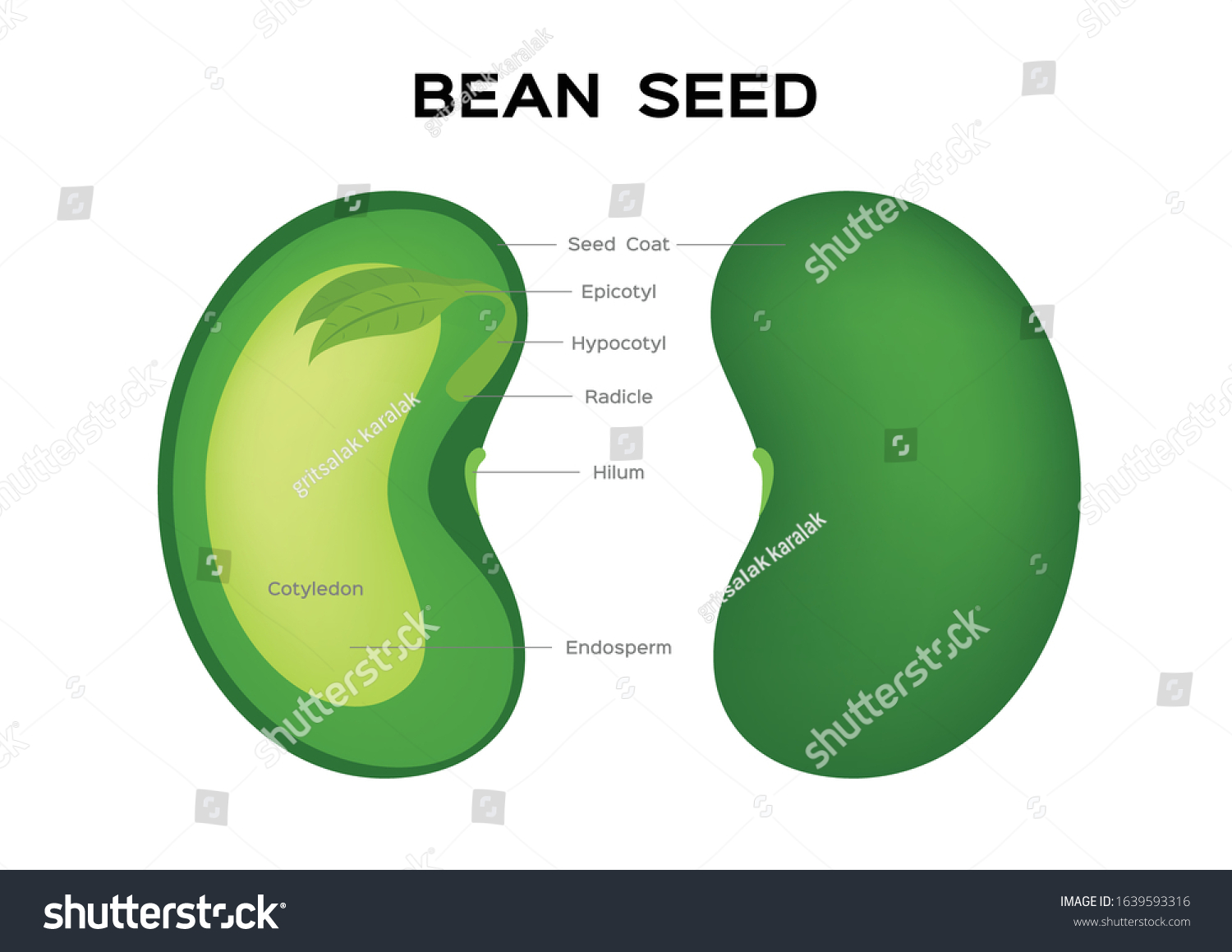 Bean Seed Vector Embryo Infographic Stock Vector (Royalty Free) 1639593316