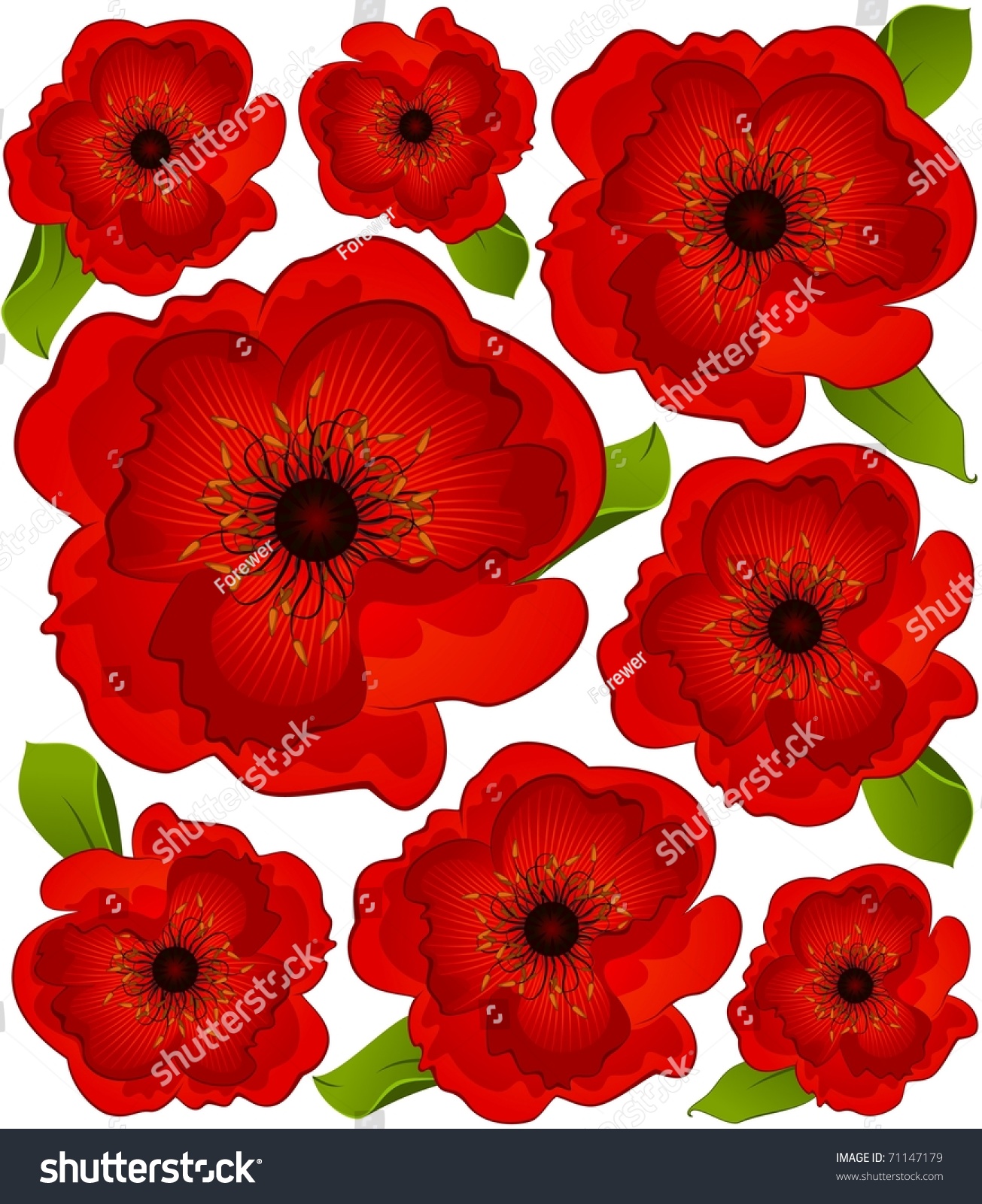 Beautiful Poppy Vector Stock Vector 71147179 - Shutterstock
