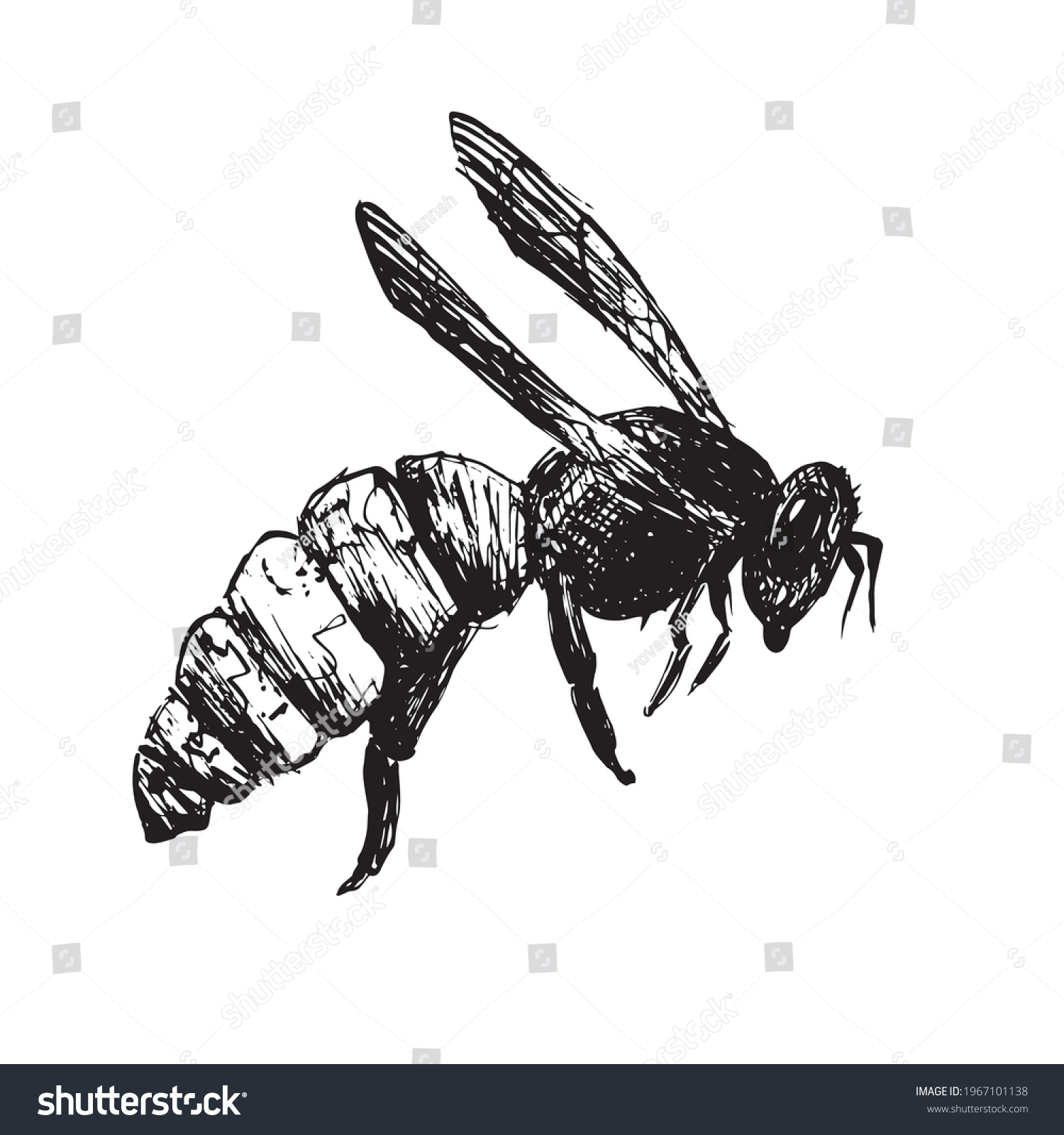 Bee Ink Illustration Hand Drawn Insect Stock Vector (Royalty Free ...