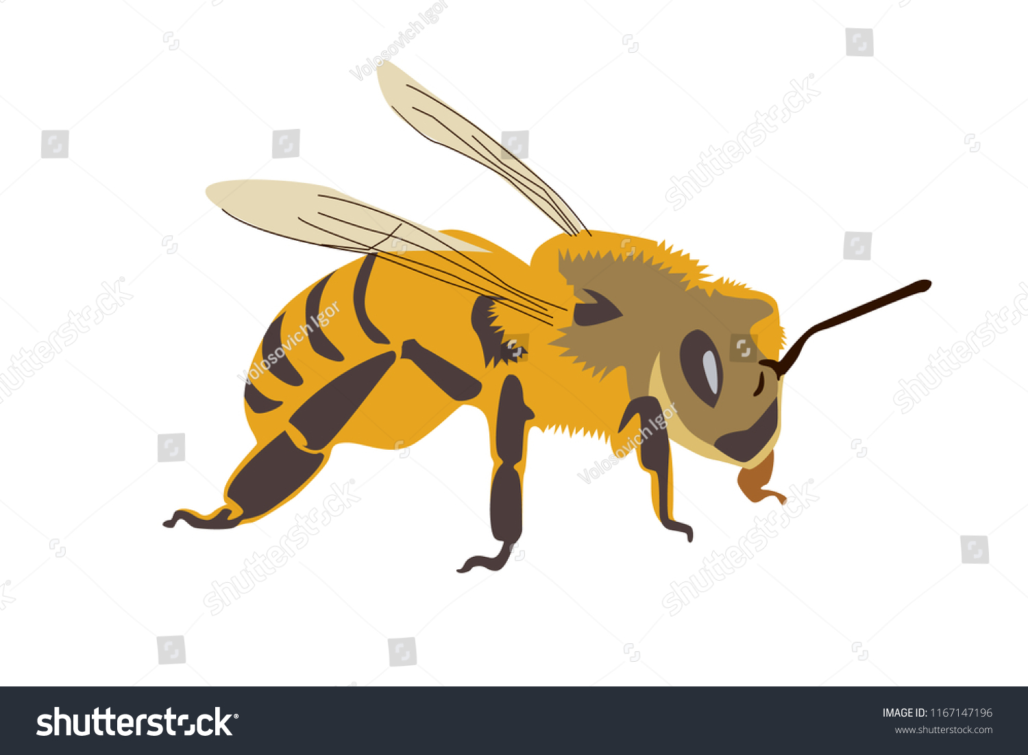 Bee Realistic Vector Illustration Isolated: Vector có sẵn (miễn phí bản ...