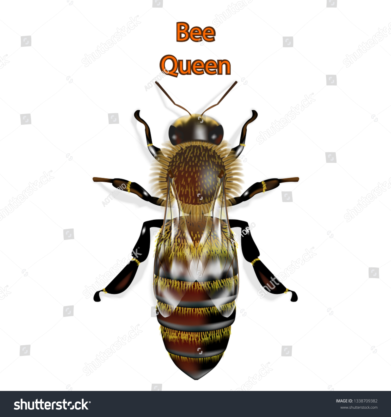 Bee Side Top Vector Illustrationwhite Background Stock Vector (Royalty ...