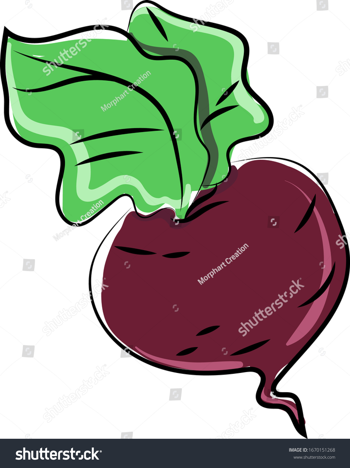 Beet Drawing Illustration Vector On White Stock Vector (Royalty Free ...