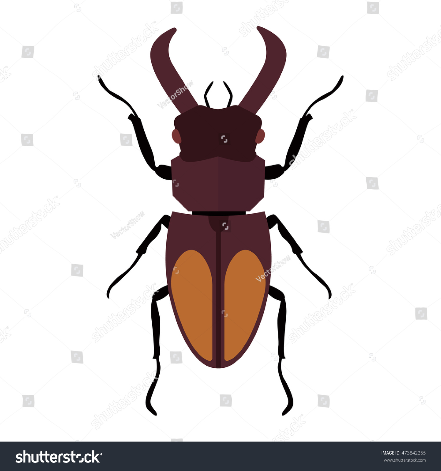 Beetle Bug Insect Isolated On White Stock Vector (Royalty Free ...