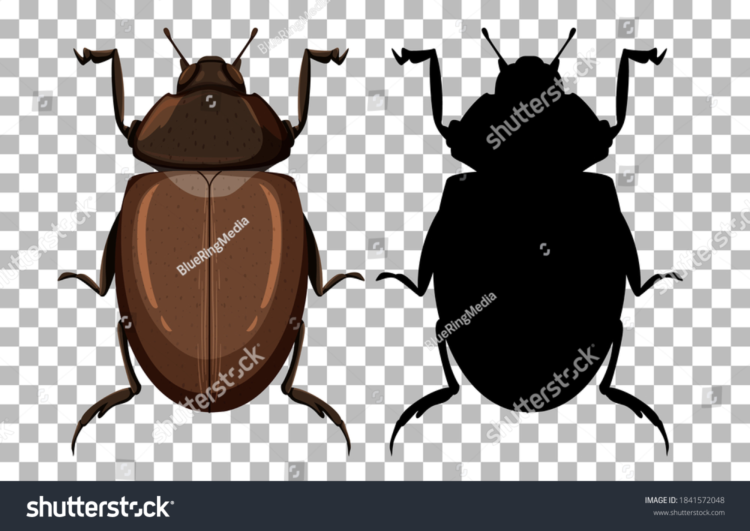 Beetle On Transparent Background Illustration Stock Vector (Royalty ...