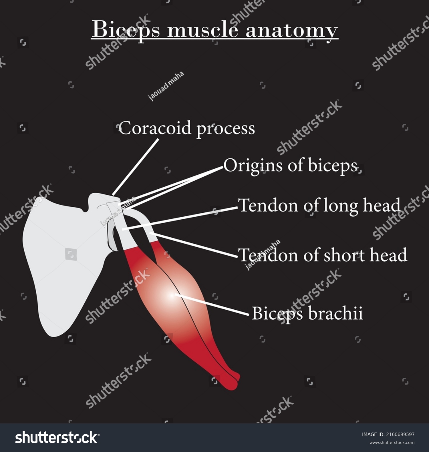 Biceps Muscle Anatomy Diagramorogins Bicepstendon Long Stock Vector