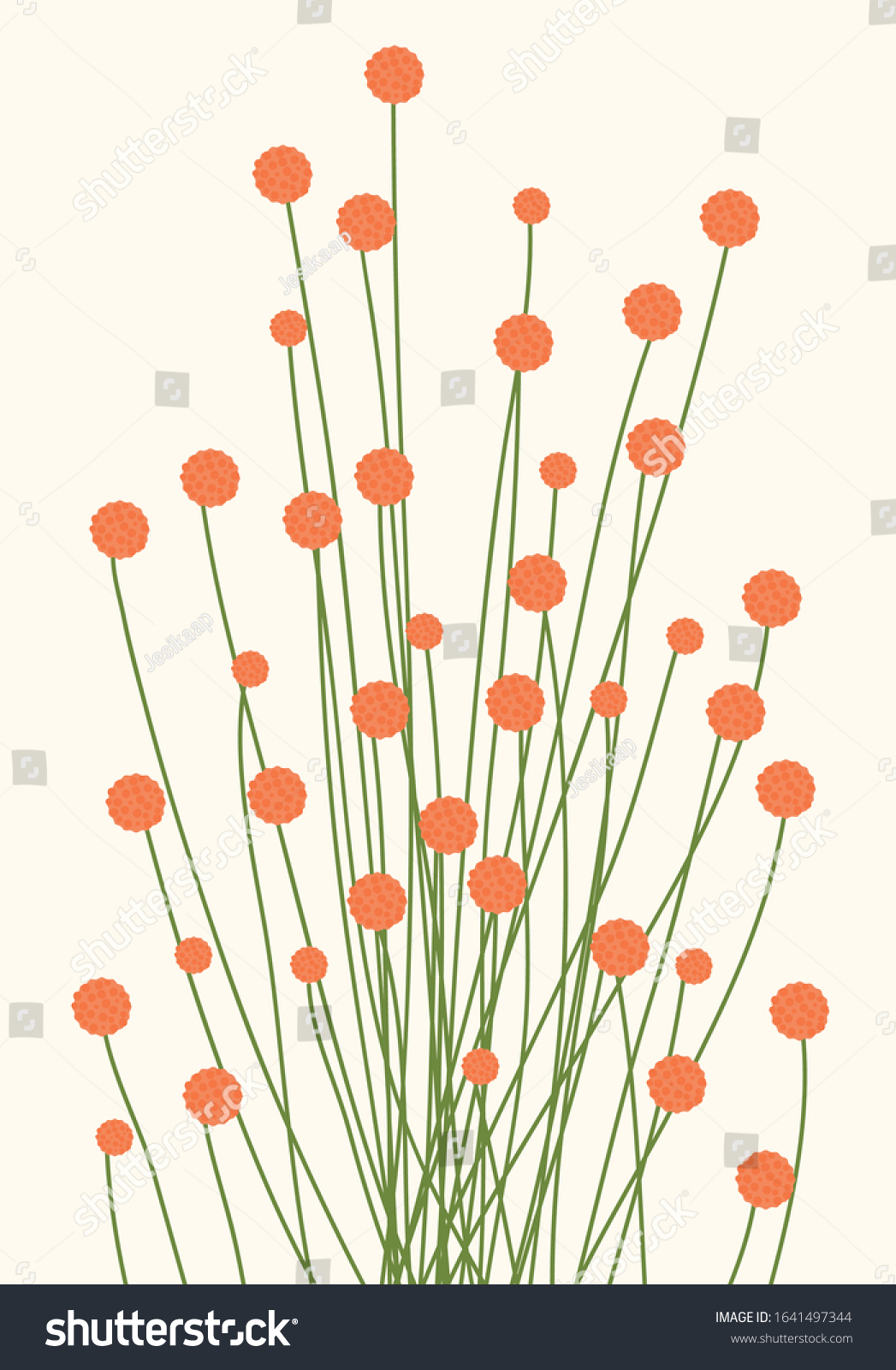 Billy Button Flower Vector Illustration Wallpaper: vector de stock ...