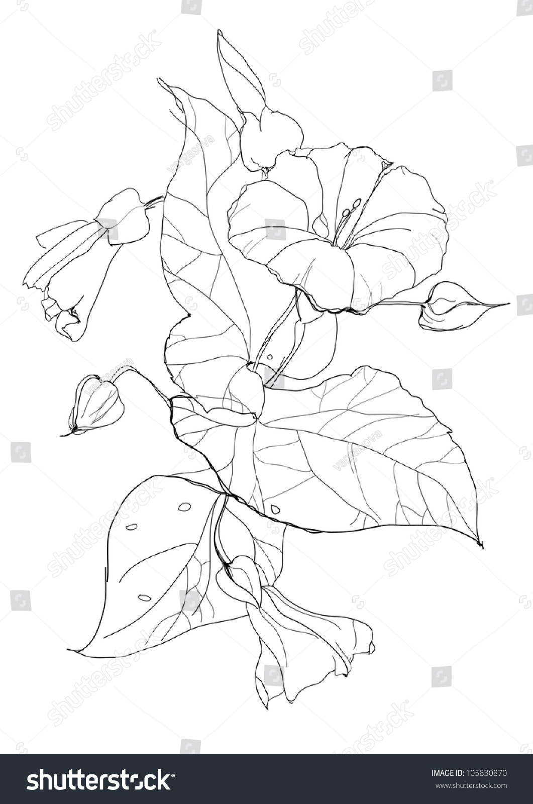 Bindweed Flower Drawing On White Background Stock Vector (Royalty Free ...